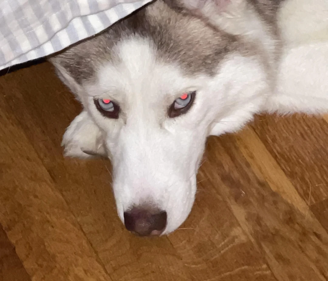 Husky RBF | Scrolller