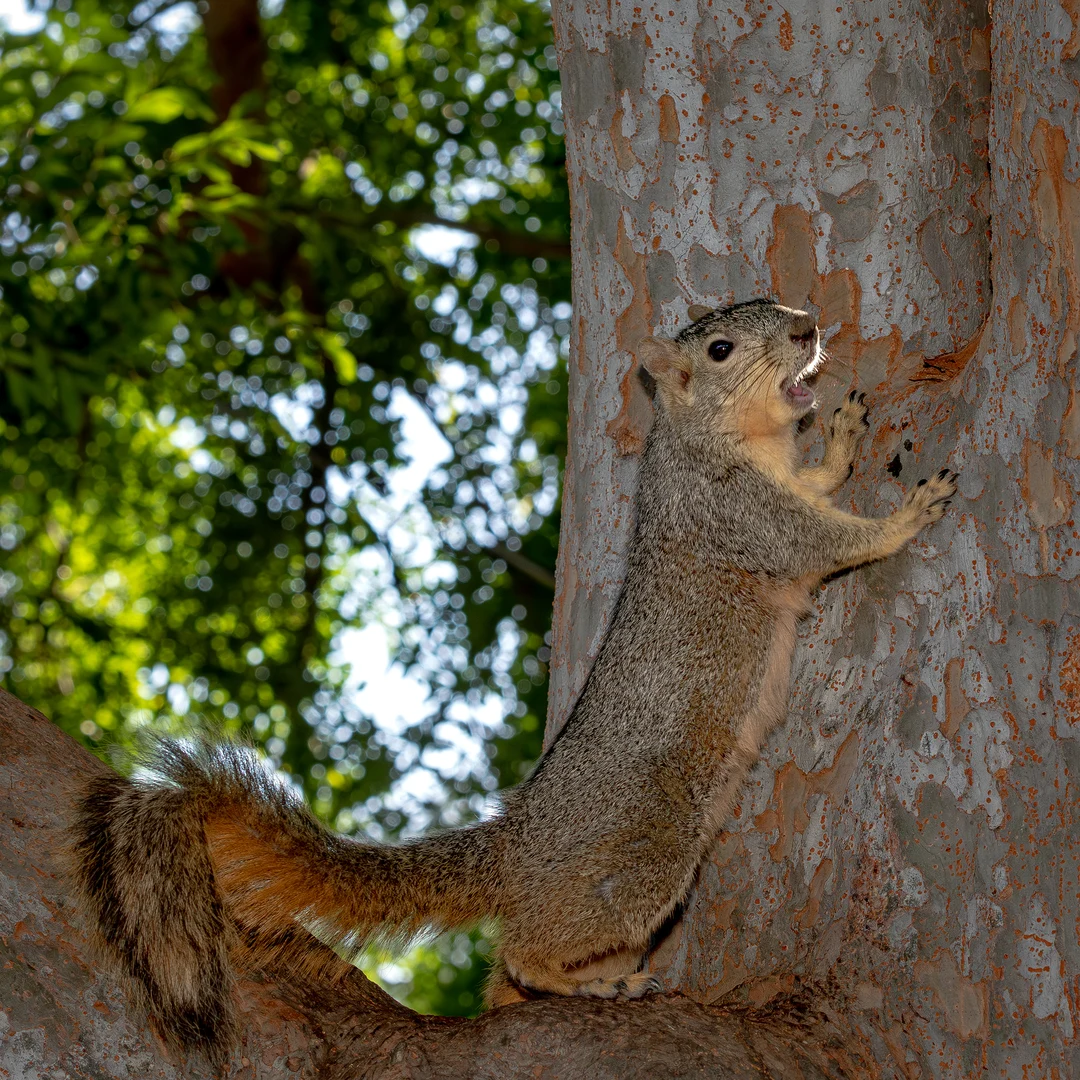 Squirrel!!! | Scrolller