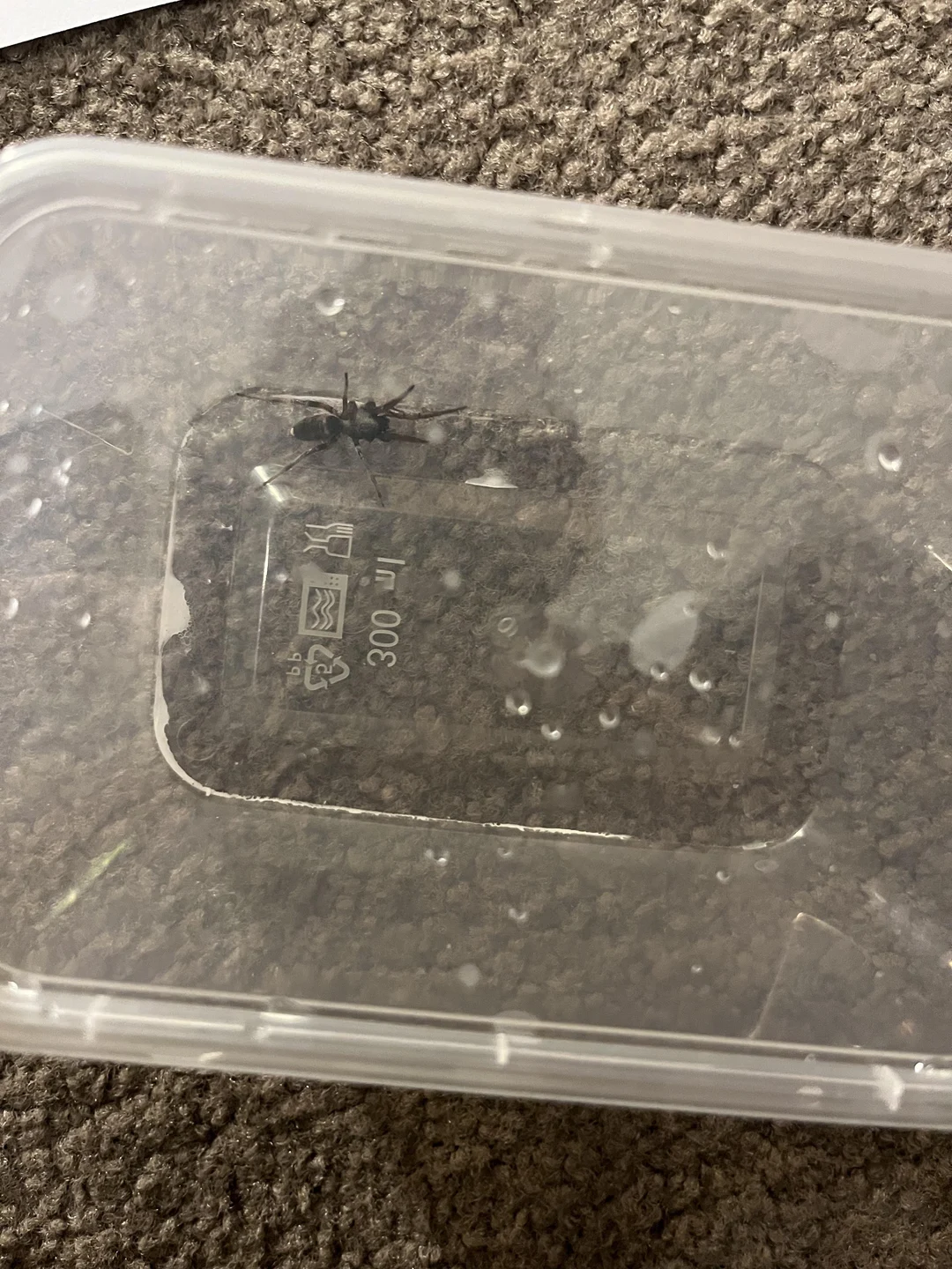 Super stoked to catch one of these in the bedroom right before bed… | Scrolller