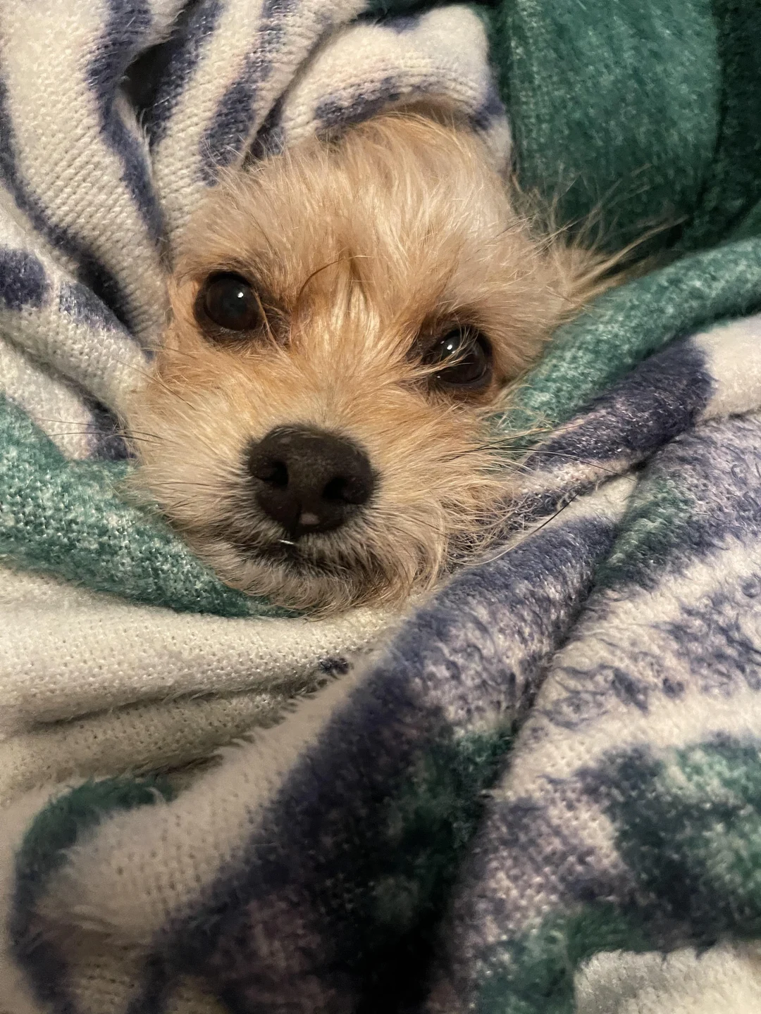 My favorite tiny Nug | Scrolller