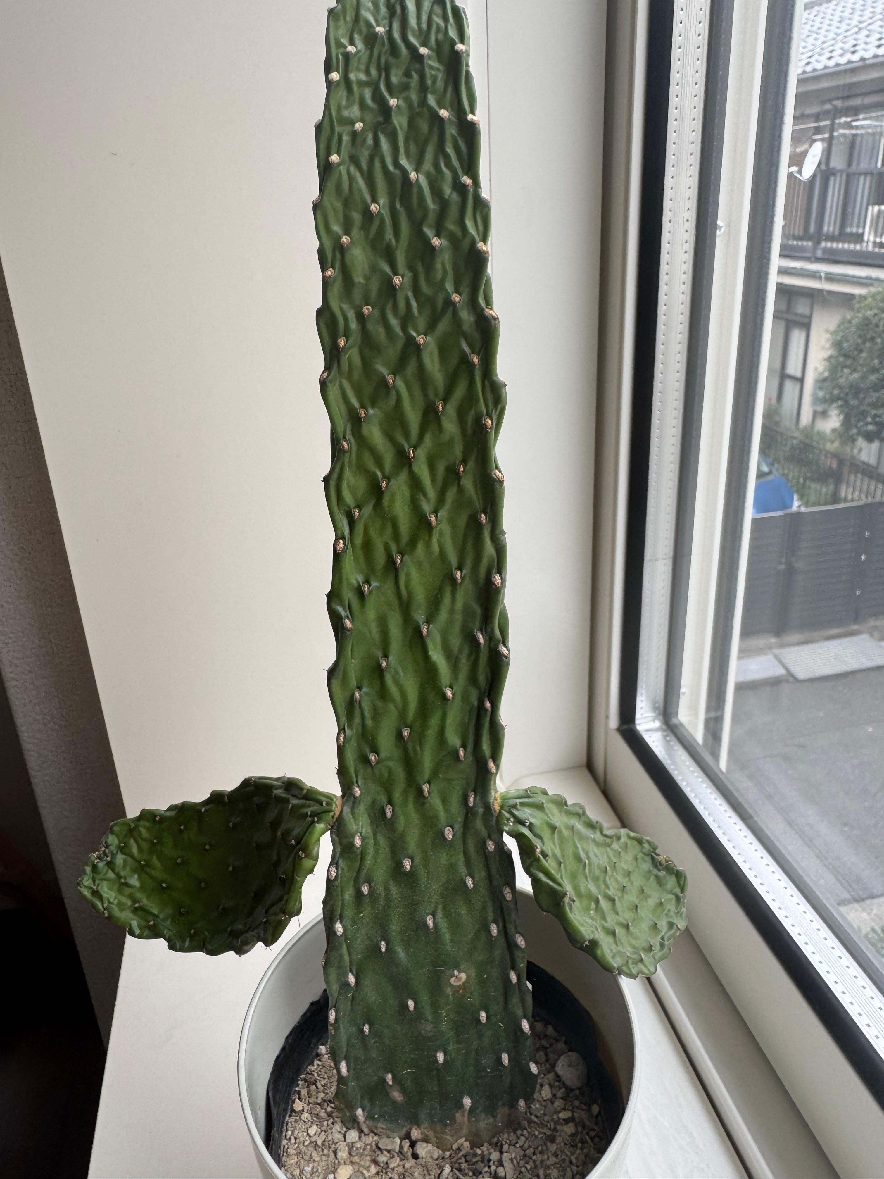 Why is my cactus drooping? | Scrolller