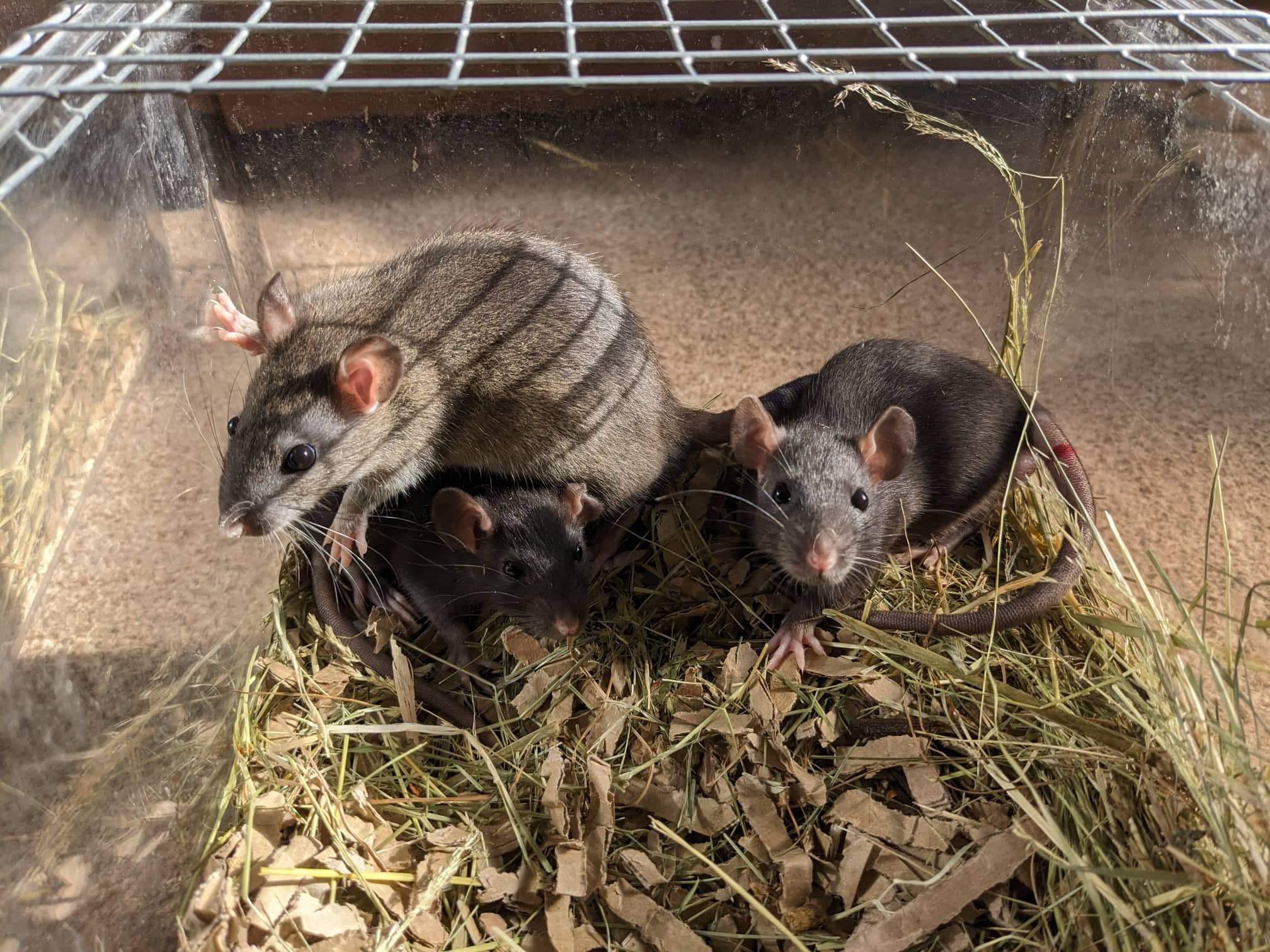 I pick up my first rats in just over a week, and I’m so excited! | Scrolller