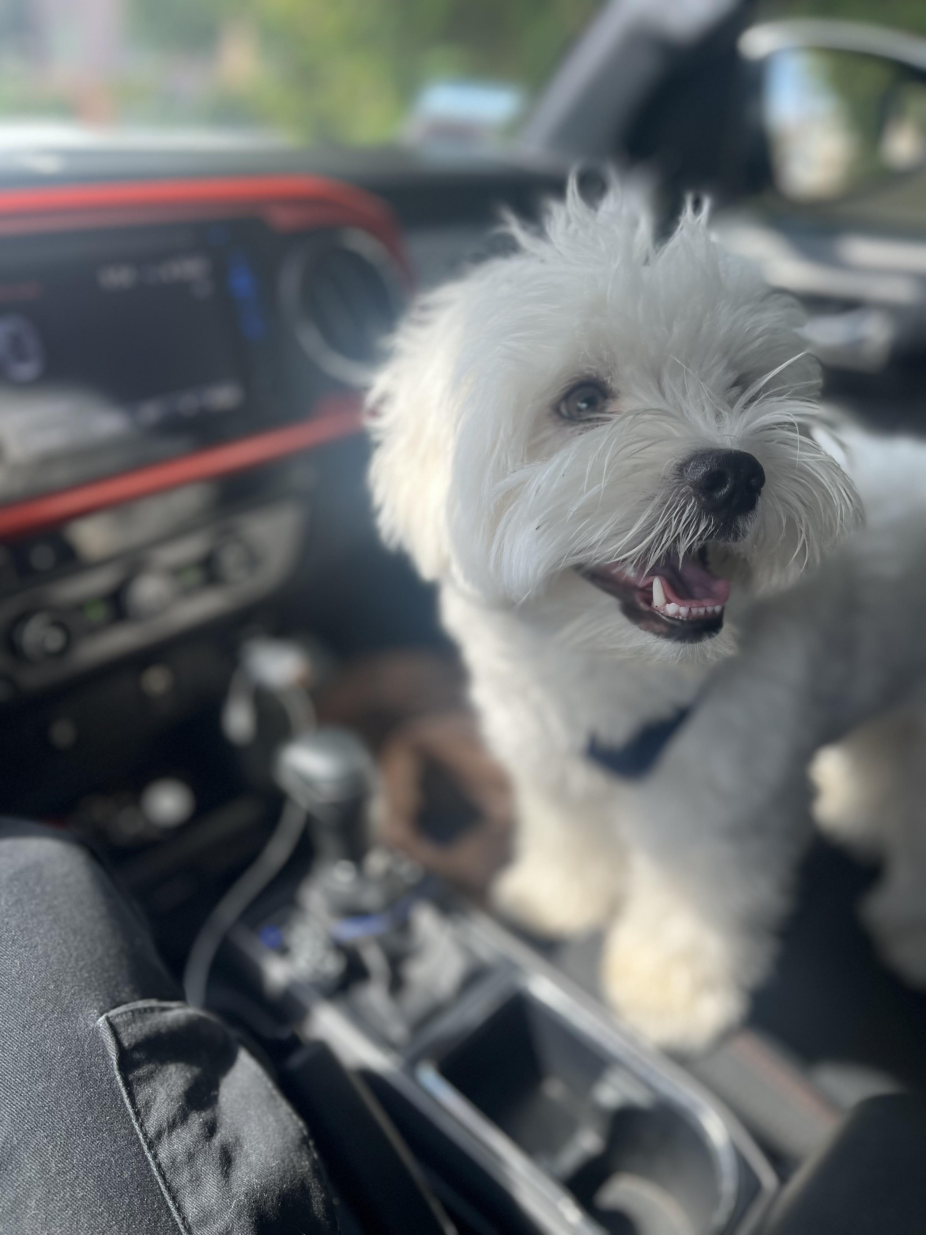 Road tripping with the best co-pilot | Scrolller
