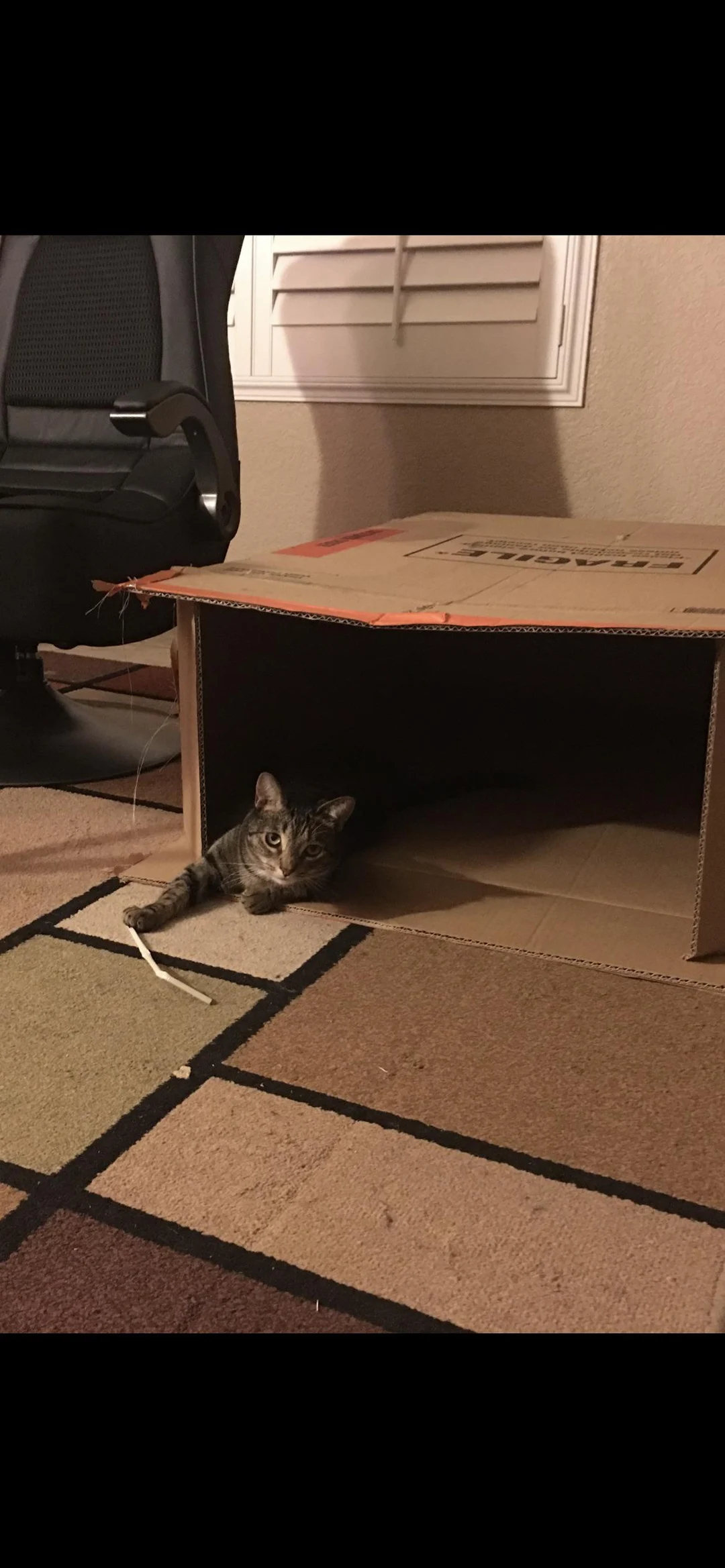 A large trap and a tiny cat | Scrolller