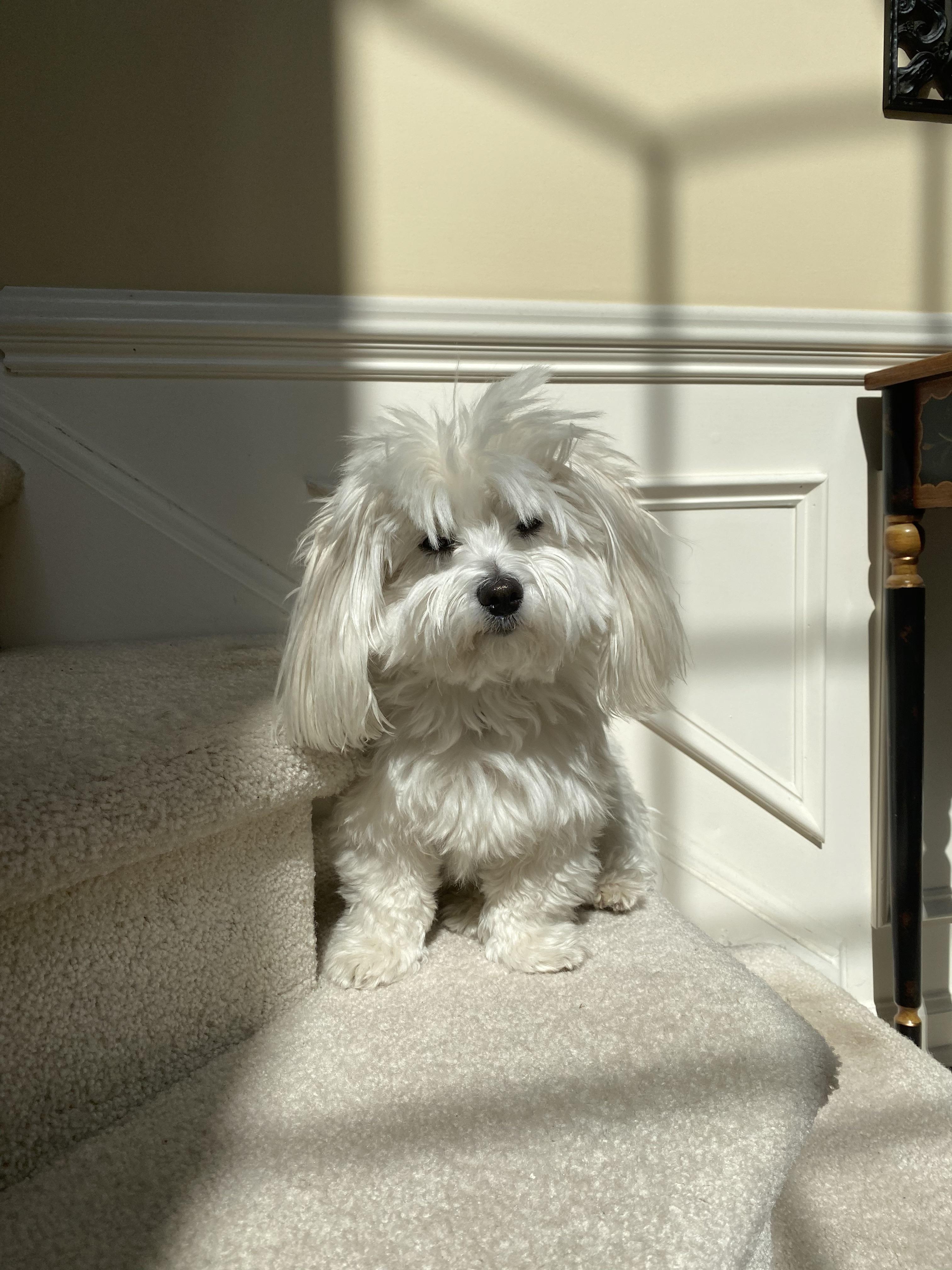 Meet Lulu, she has a little bed head after one of her many naps. | Scrolller
