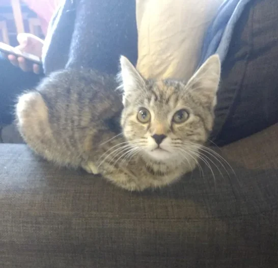 A smol kitten loaf, maybe even as tiny as a bread roll 🍞 | Scrolller