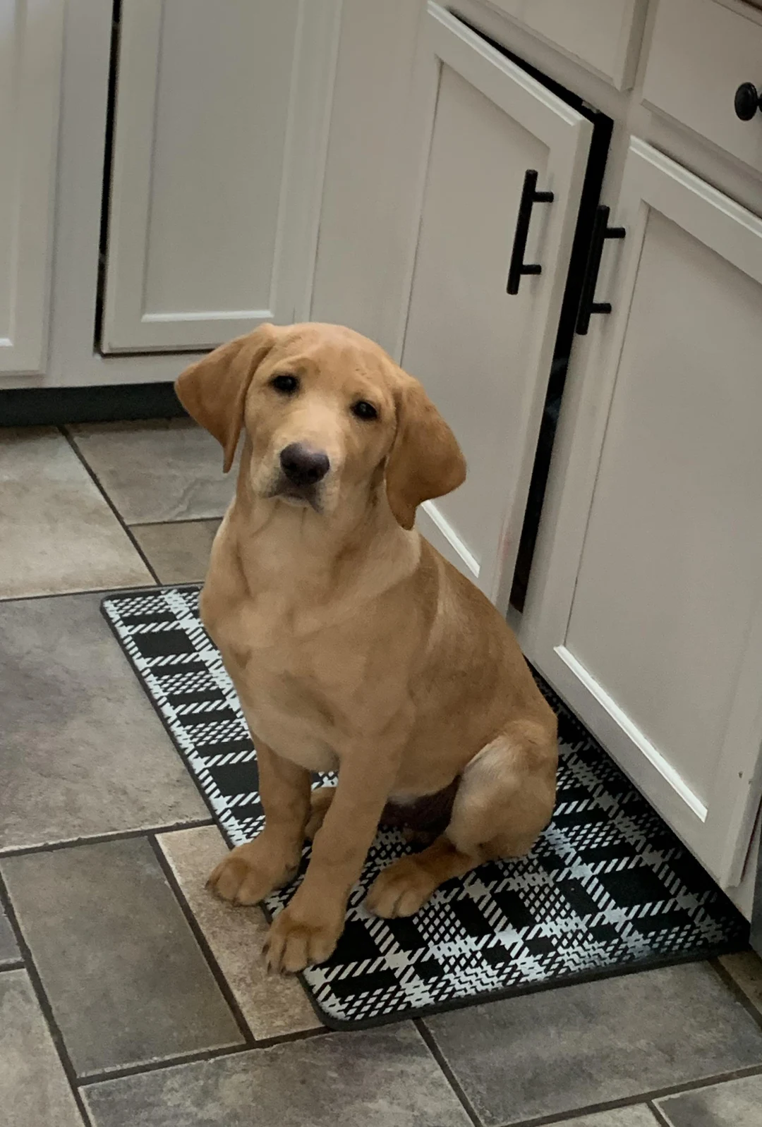 Meet Goose | Scrolller