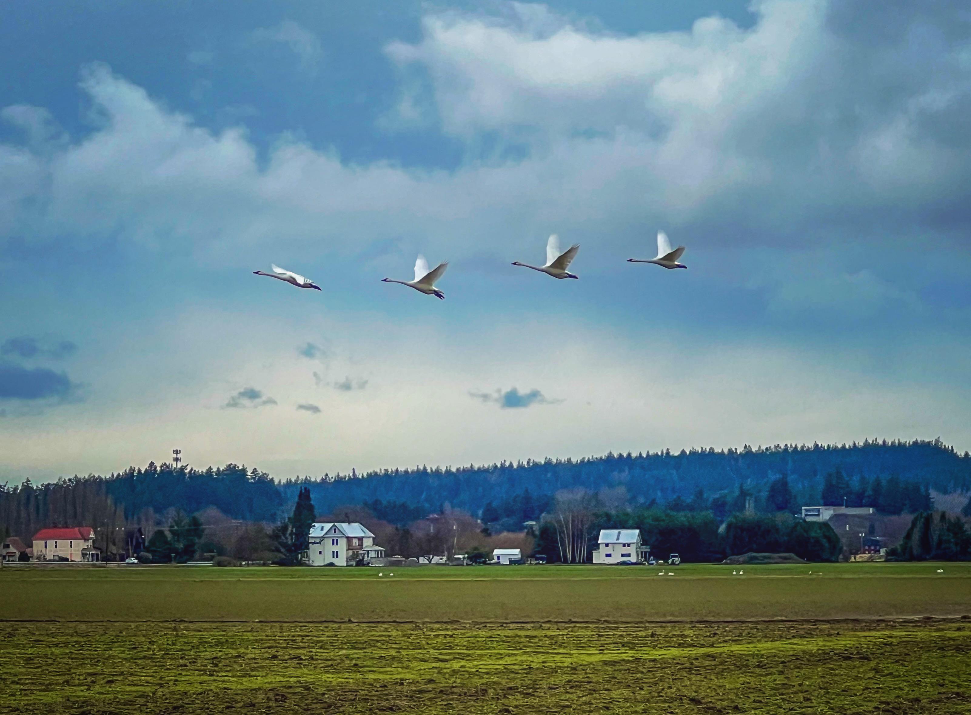 Snow geese, Washington [OC] | Scrolller