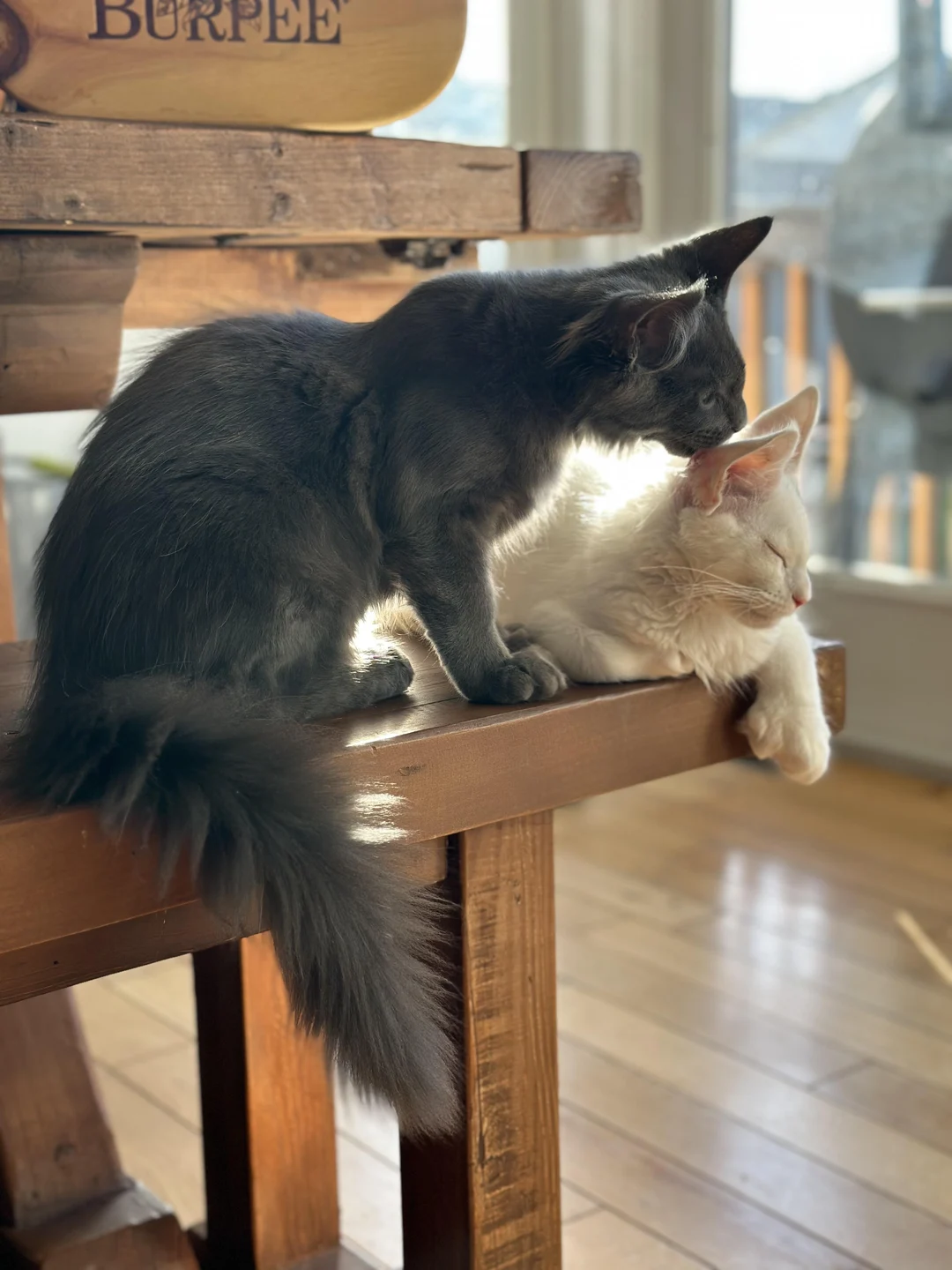 First decent picture of my newly adopted babies together 🥰 | Scrolller