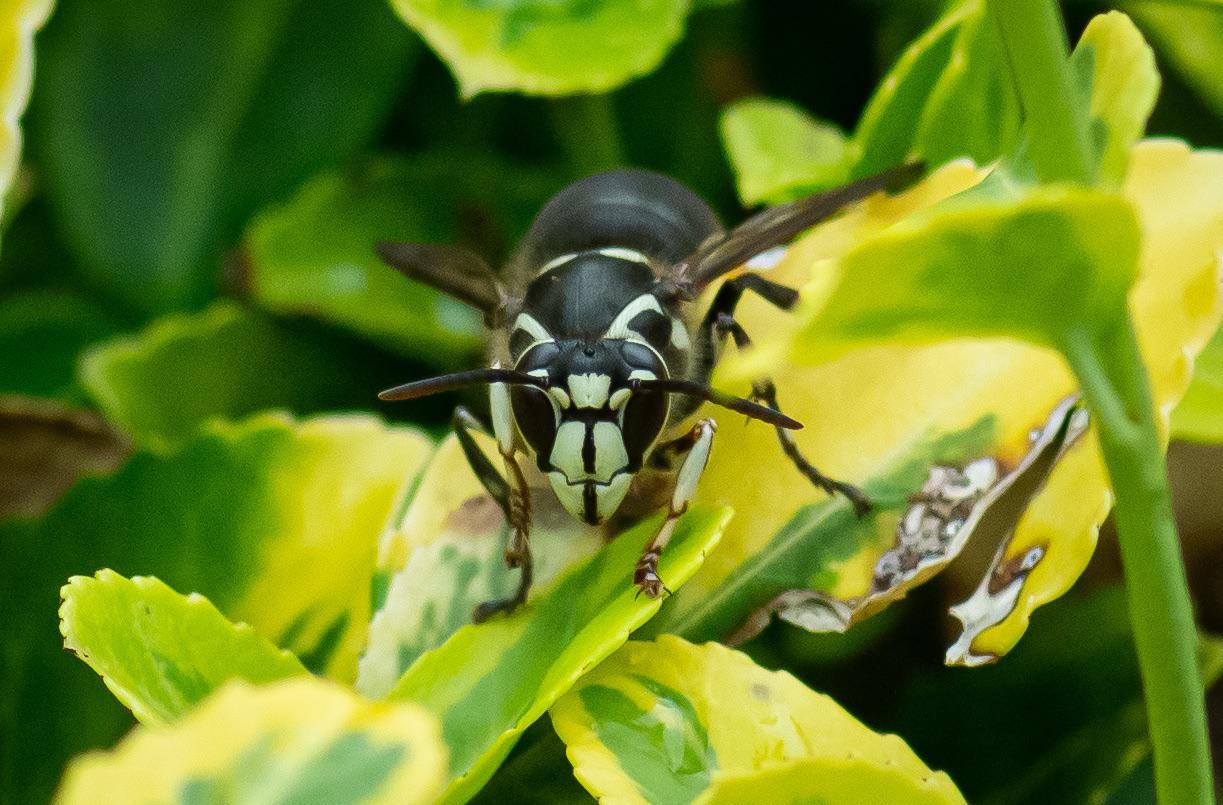 Bald faced hornet | Scrolller