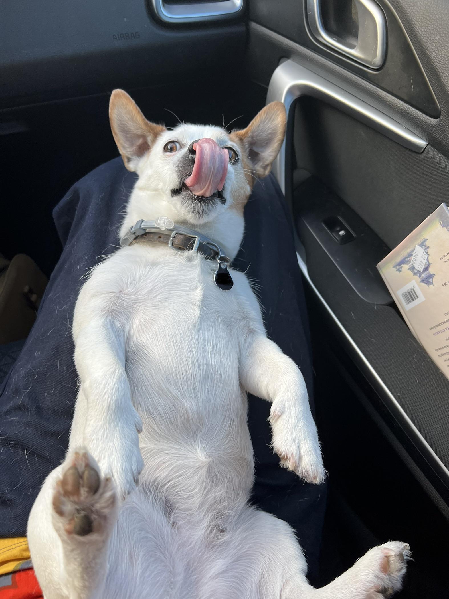 She’s doing a heccin’ mlem | Scrolller