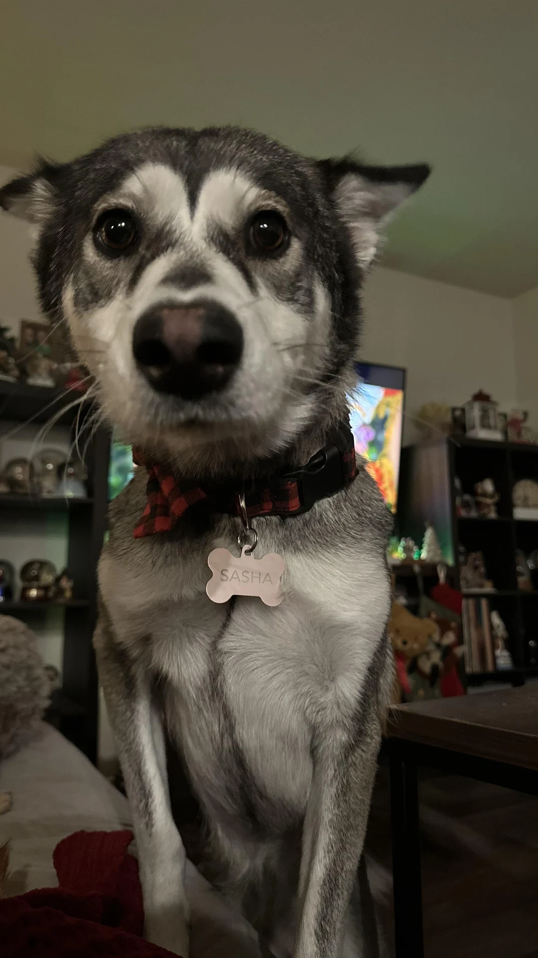 Sasha giving me the puppy eyes when she wants me to get on the floor and scratch her belly ...