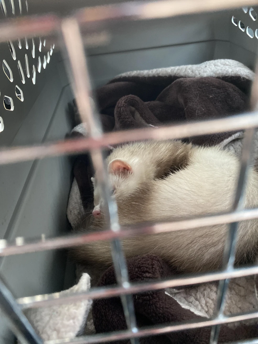 Update on the lost ferret from yesterday - Fiona was claimed this morning!! (Pic from in the car ...