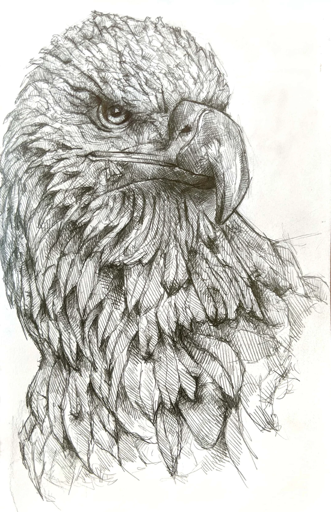 Mighty eagle, Yosef, Pencil, 2023. | Scrolller
