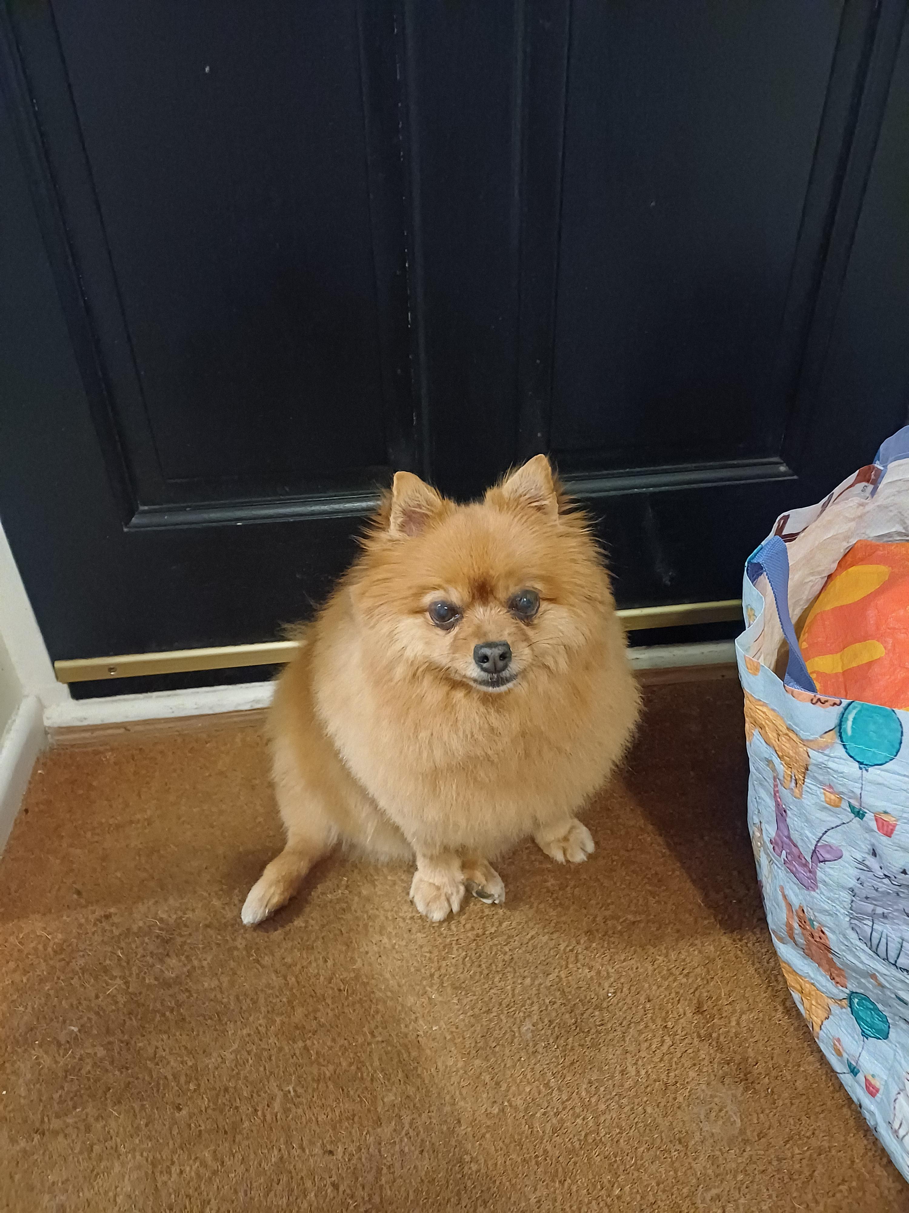 Pupper before and after a haircut | Scrolller