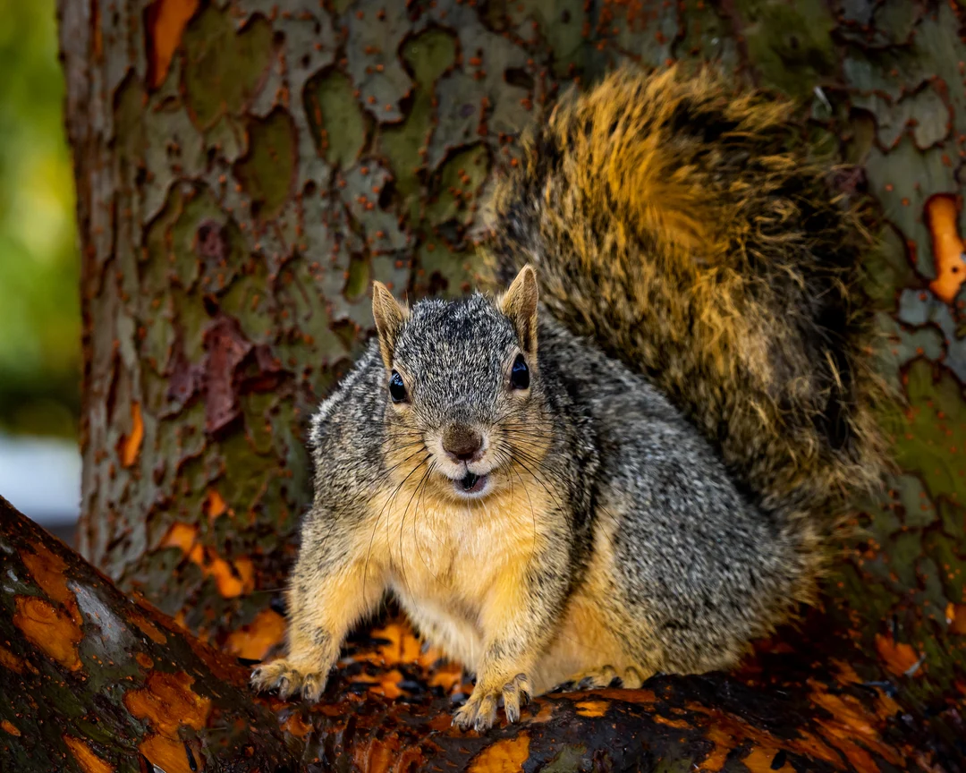 Rain Squirrel | Scrolller