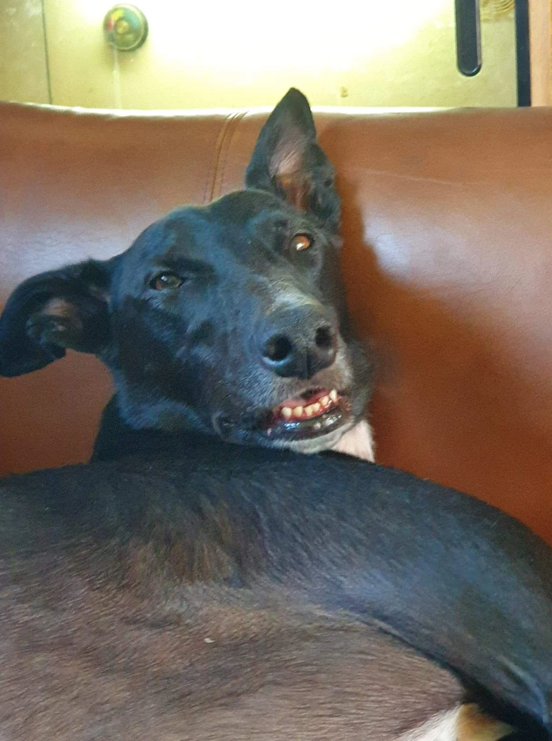 Our Doug is so majestic. | Scrolller