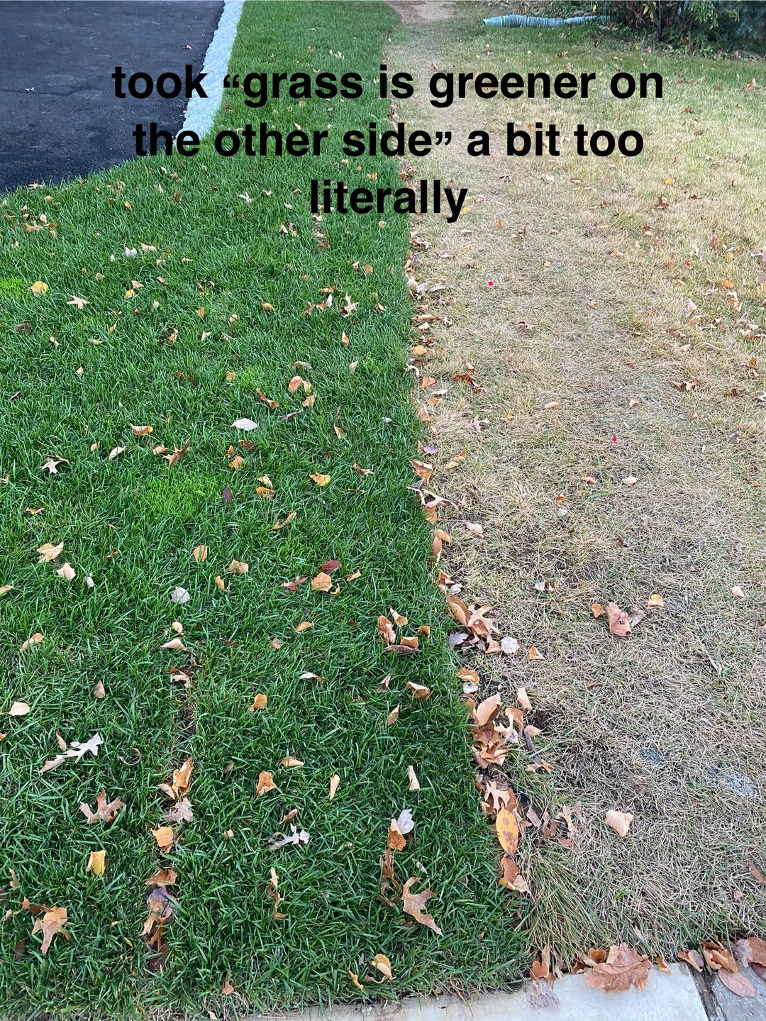 green grass | Scrolller