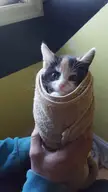 Little Purrito | Scrolller