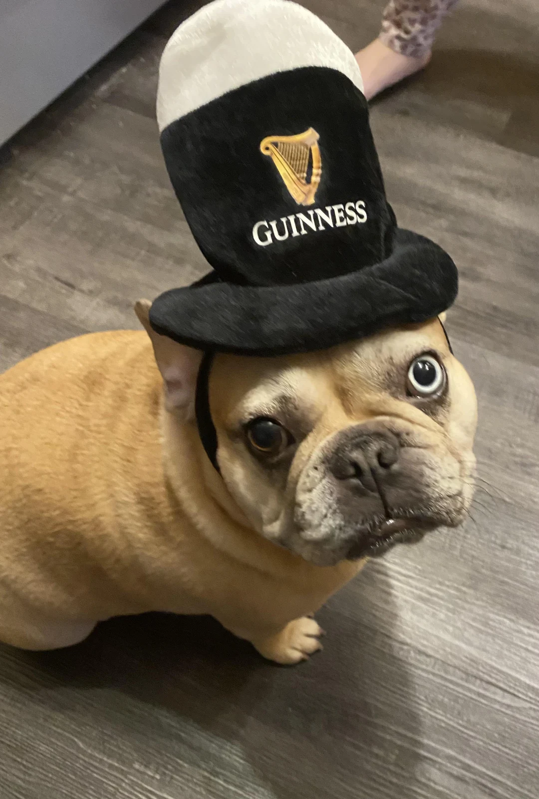 Meet Carmen !! | Scrolller