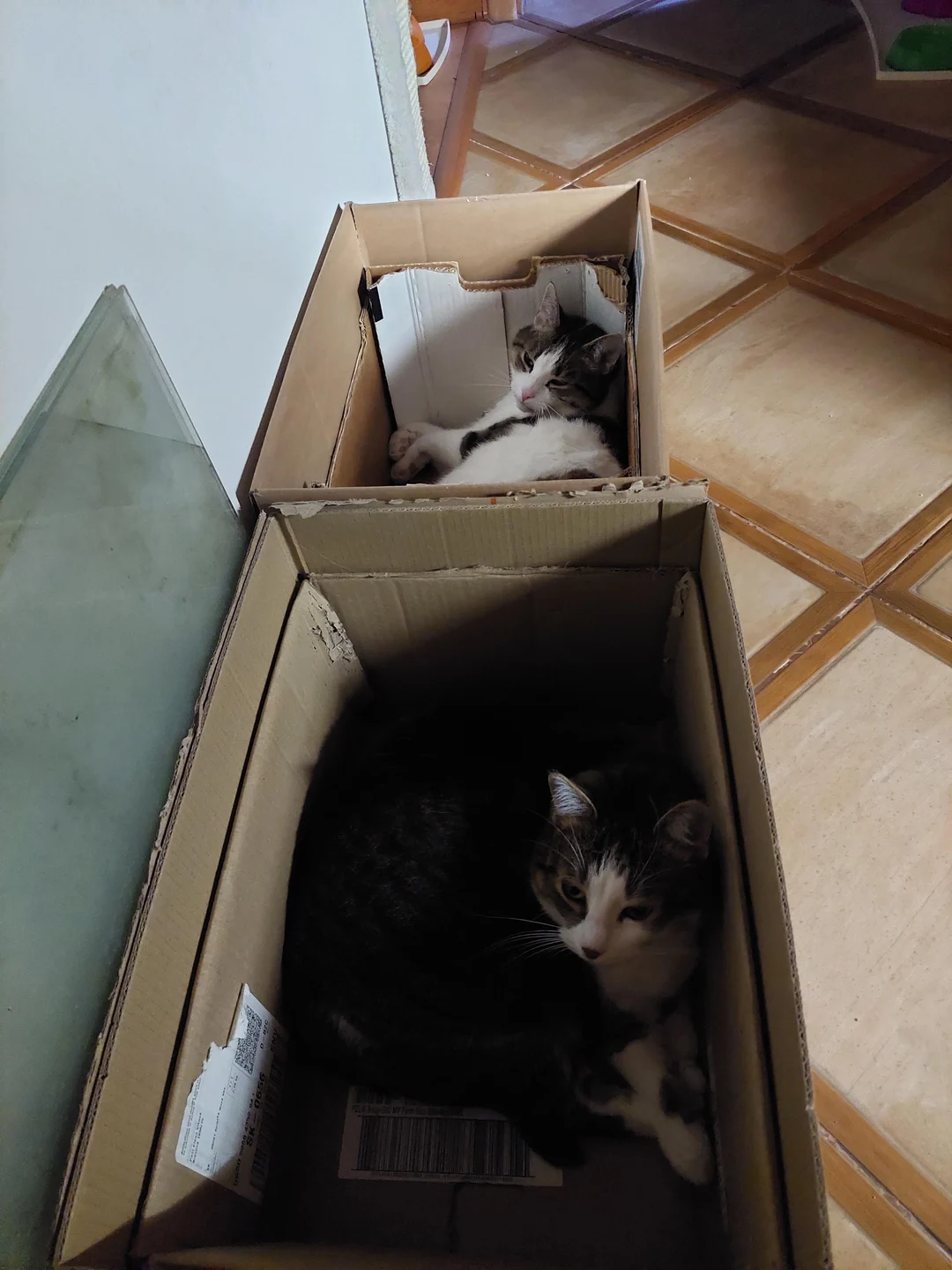 Double trouble | Scrolller