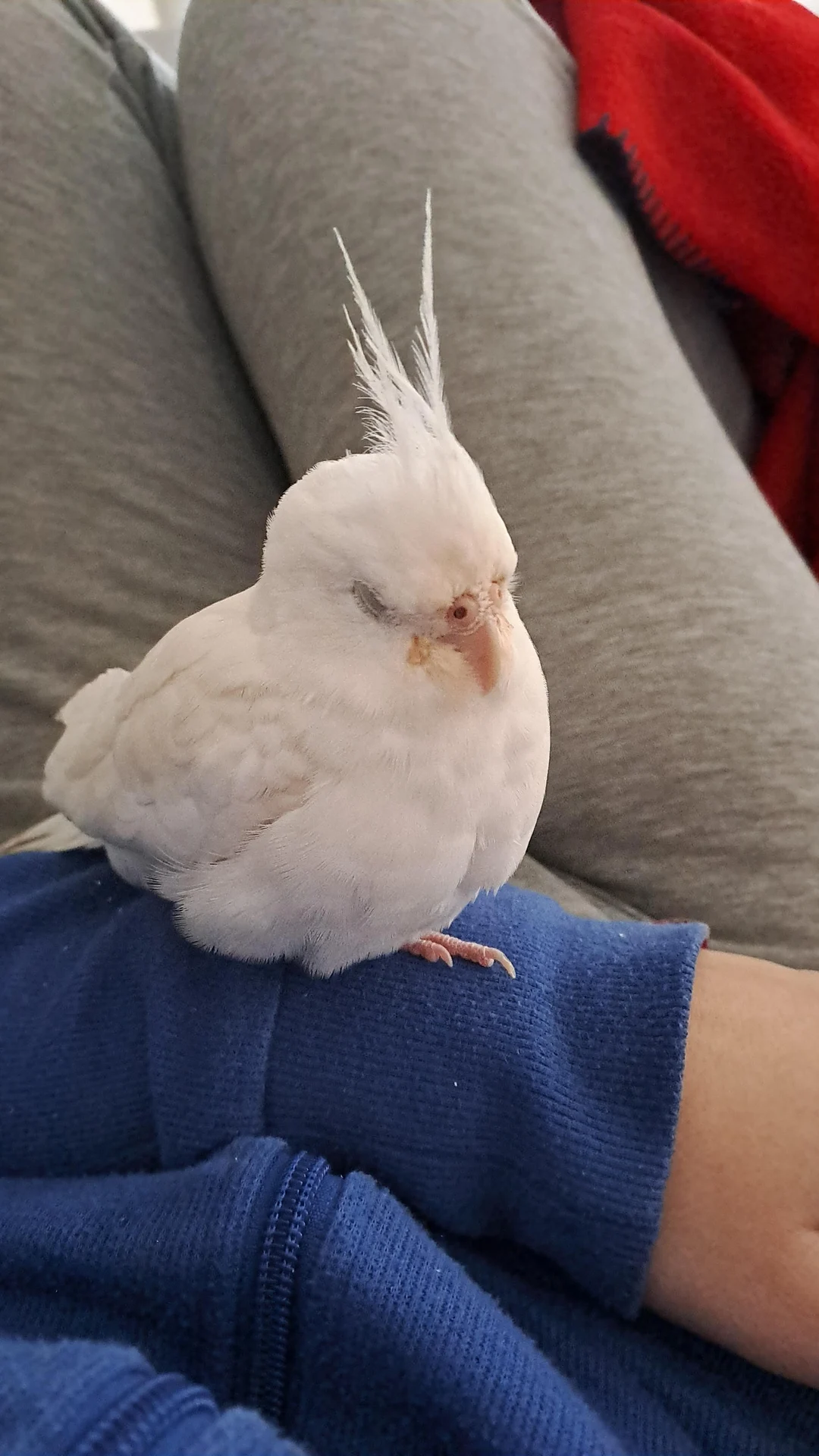 Apollo is eepy sleepy | Scrolller