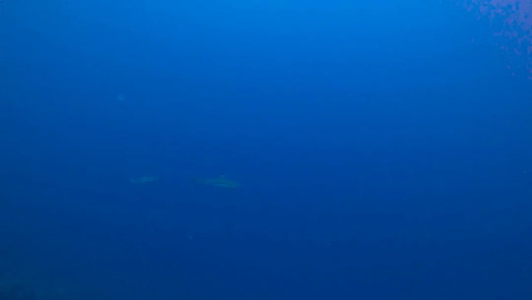 Diving Raiatea, French Polynesia - lots of Black Tip Reef Sharks | Scrolller