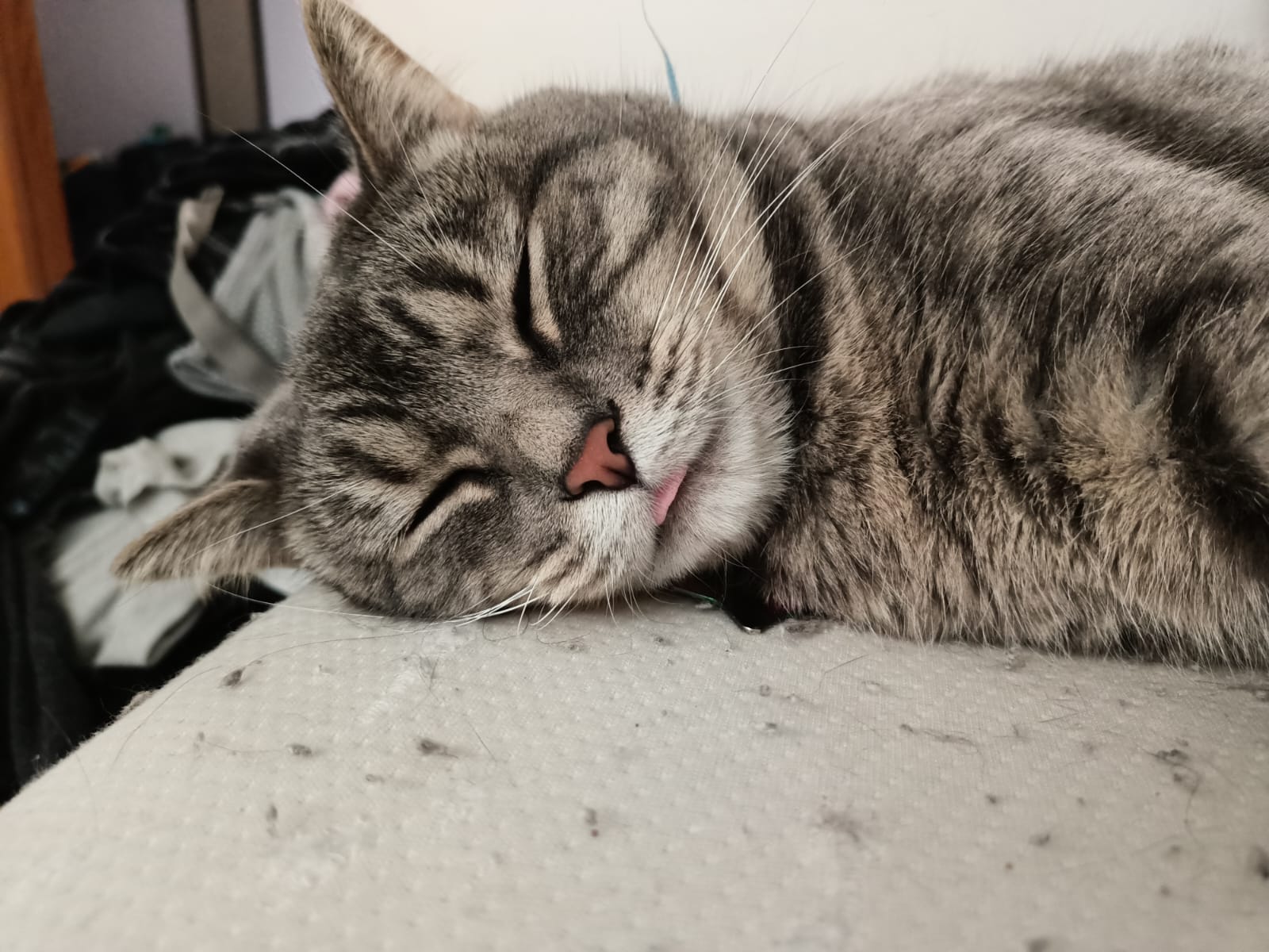 Sleepy happy blep | Scrolller