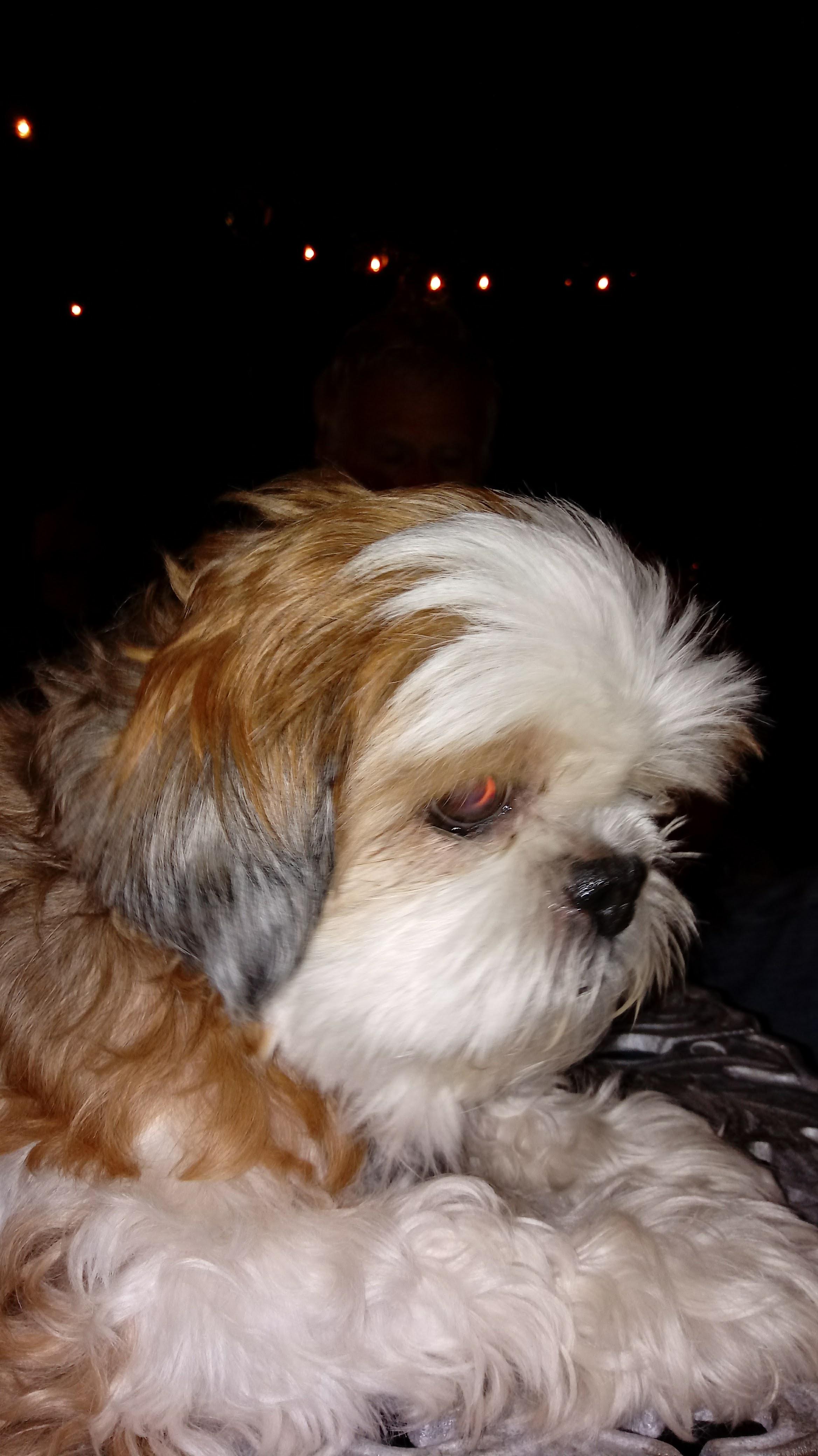 My Reba girl. Gone but not forgotten. My savior. | Scrolller