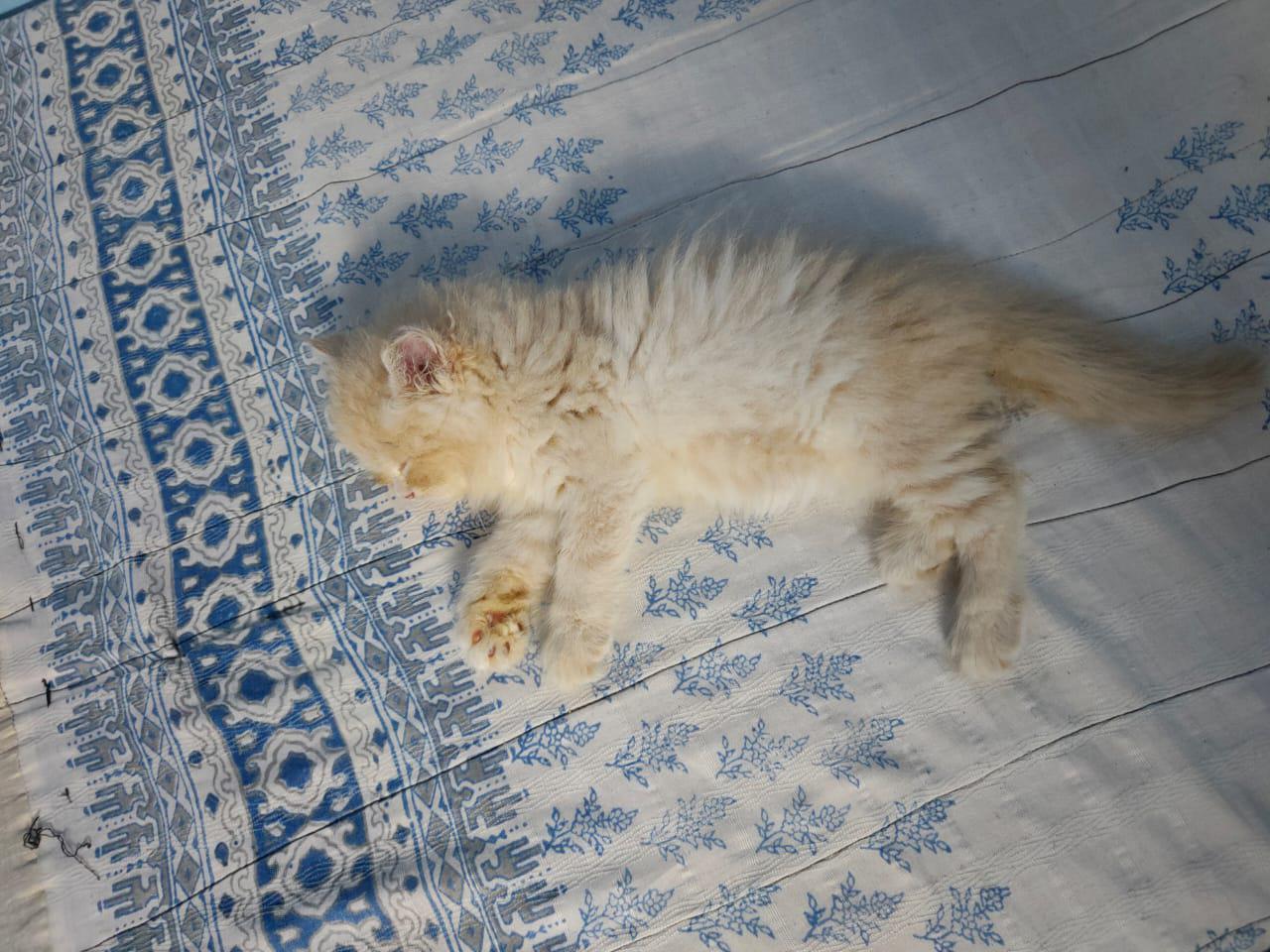 Good Night | Scrolller