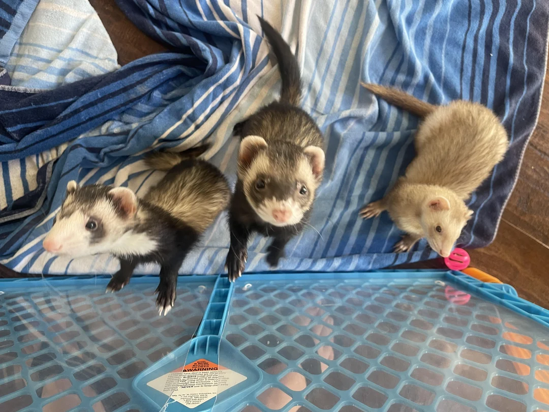 Can anyone tell me the types of ferrets these are? | Scrolller