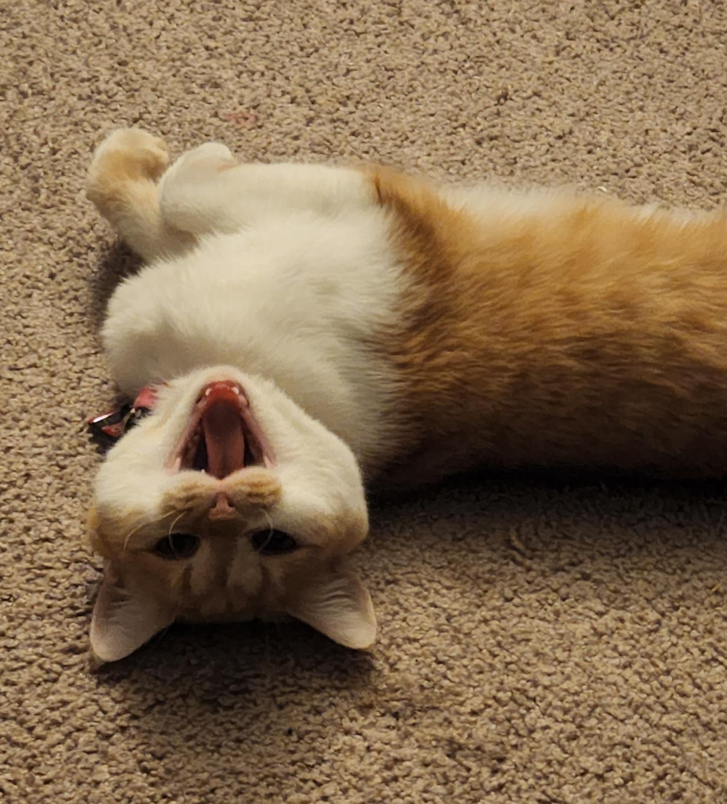 caught her mid yawn | Scrolller