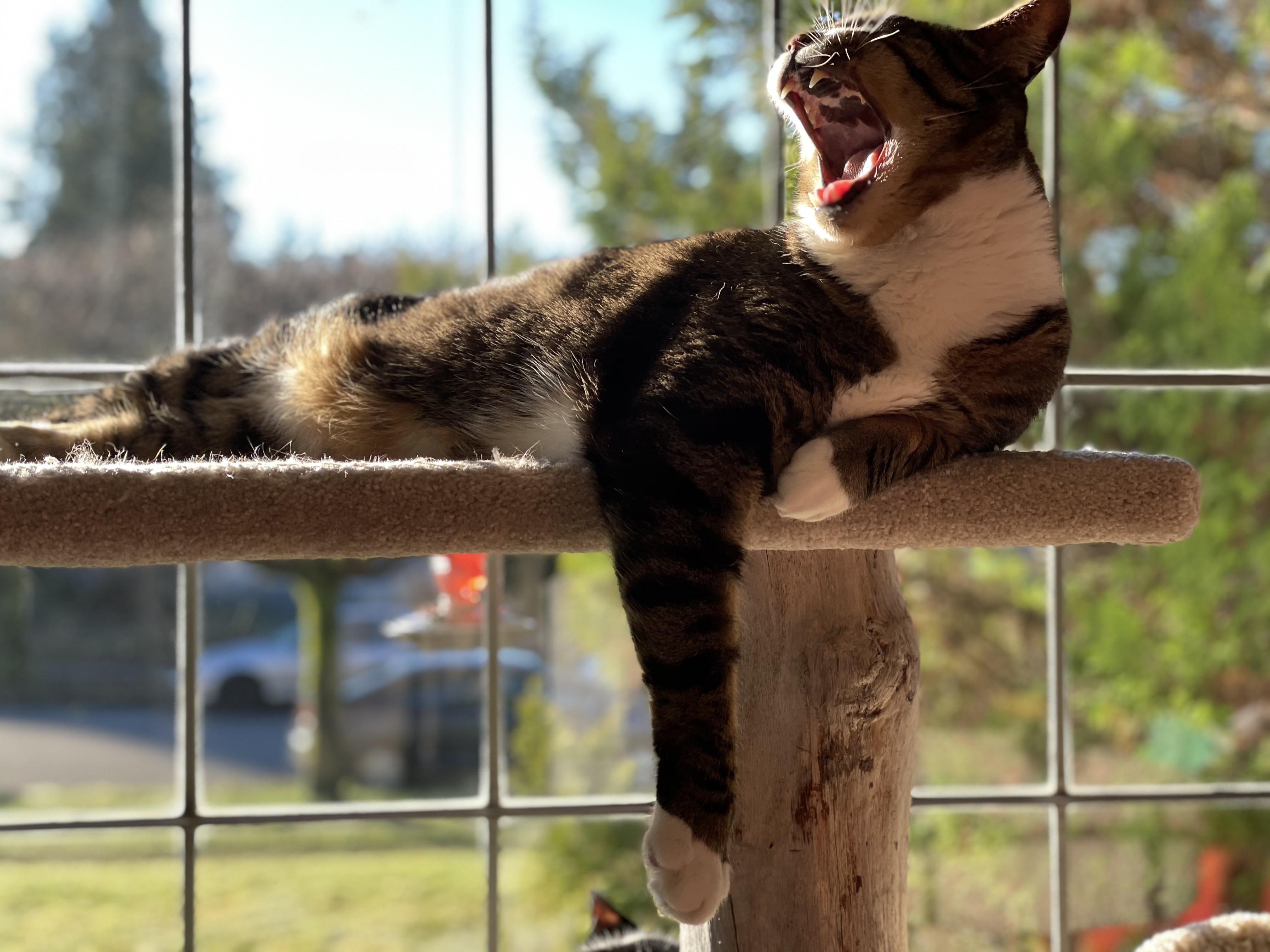 Big yawn. This is Aero | Scrolller