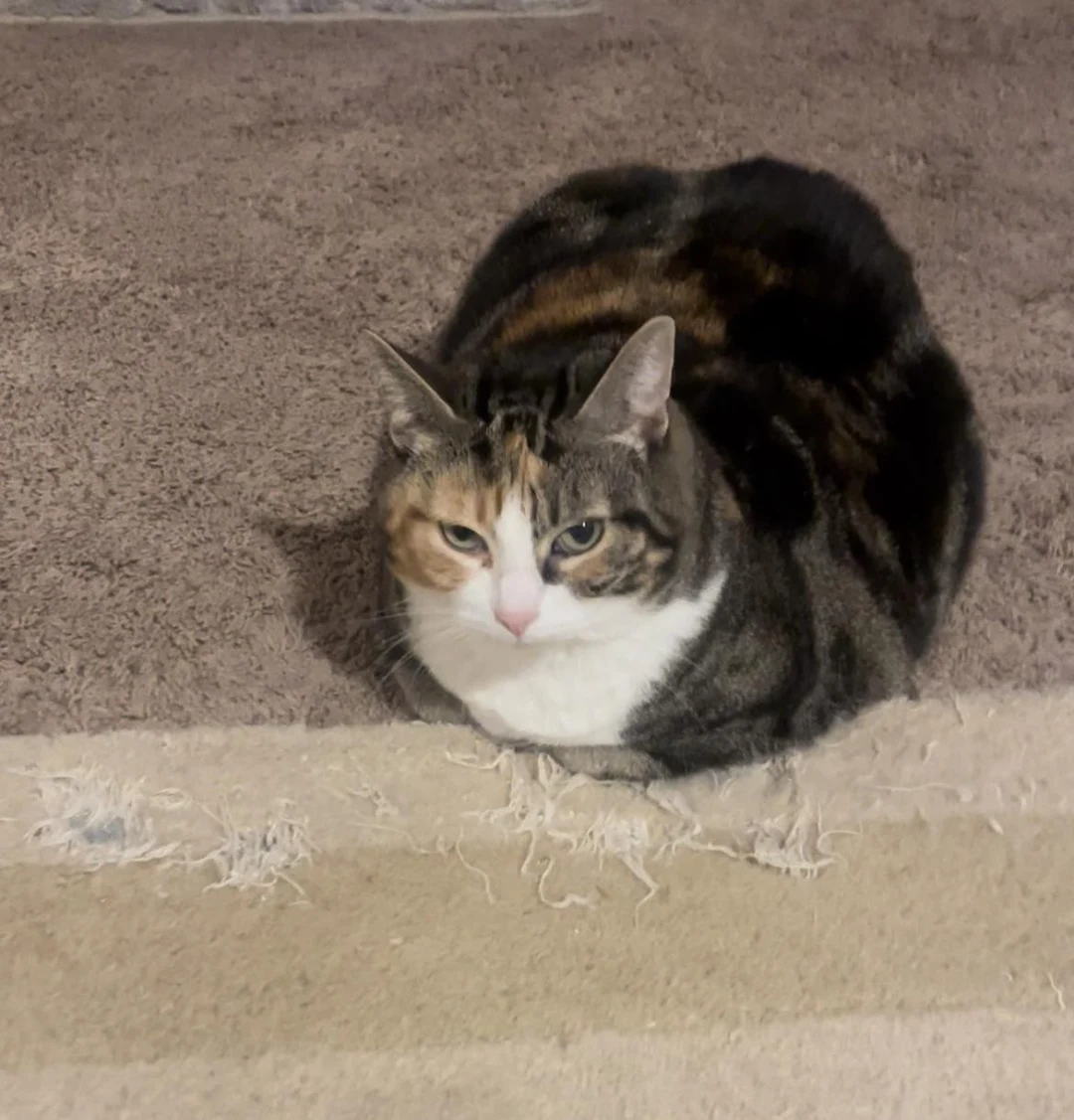 Slightly lopsided loaf | Scrolller
