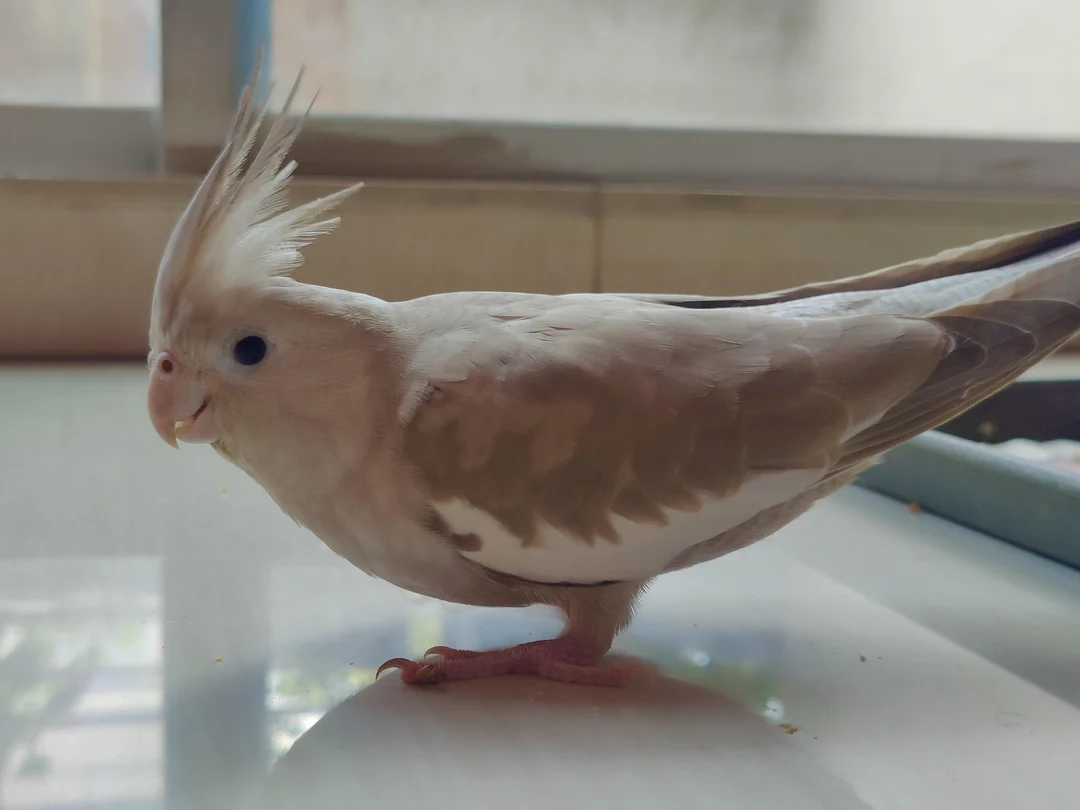 Foraging the new home. | Scrolller