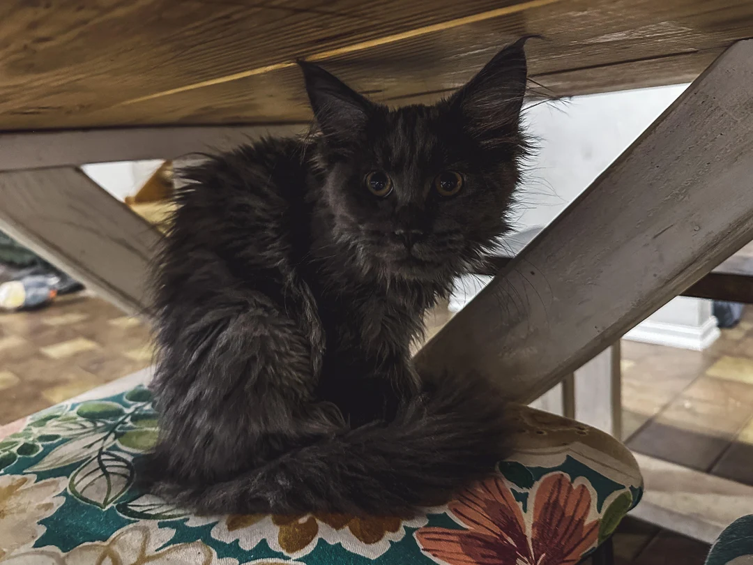 Secret Agent Kitty | Scrolller