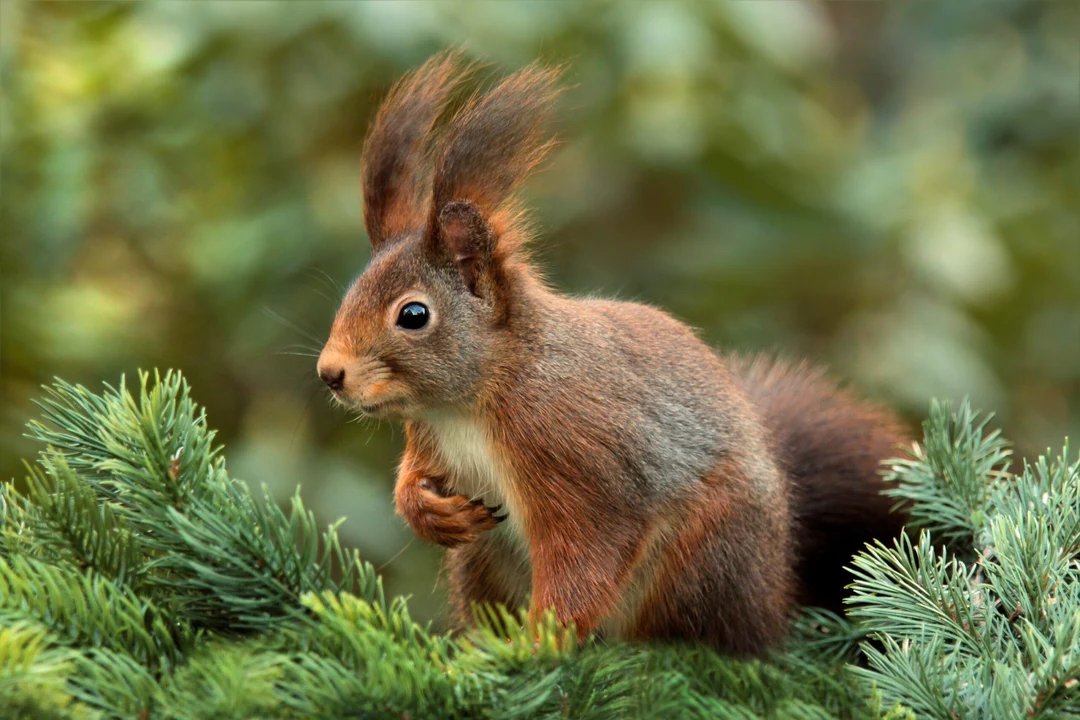 A red squirrel in Finland with huge ear tufts | Scrolller