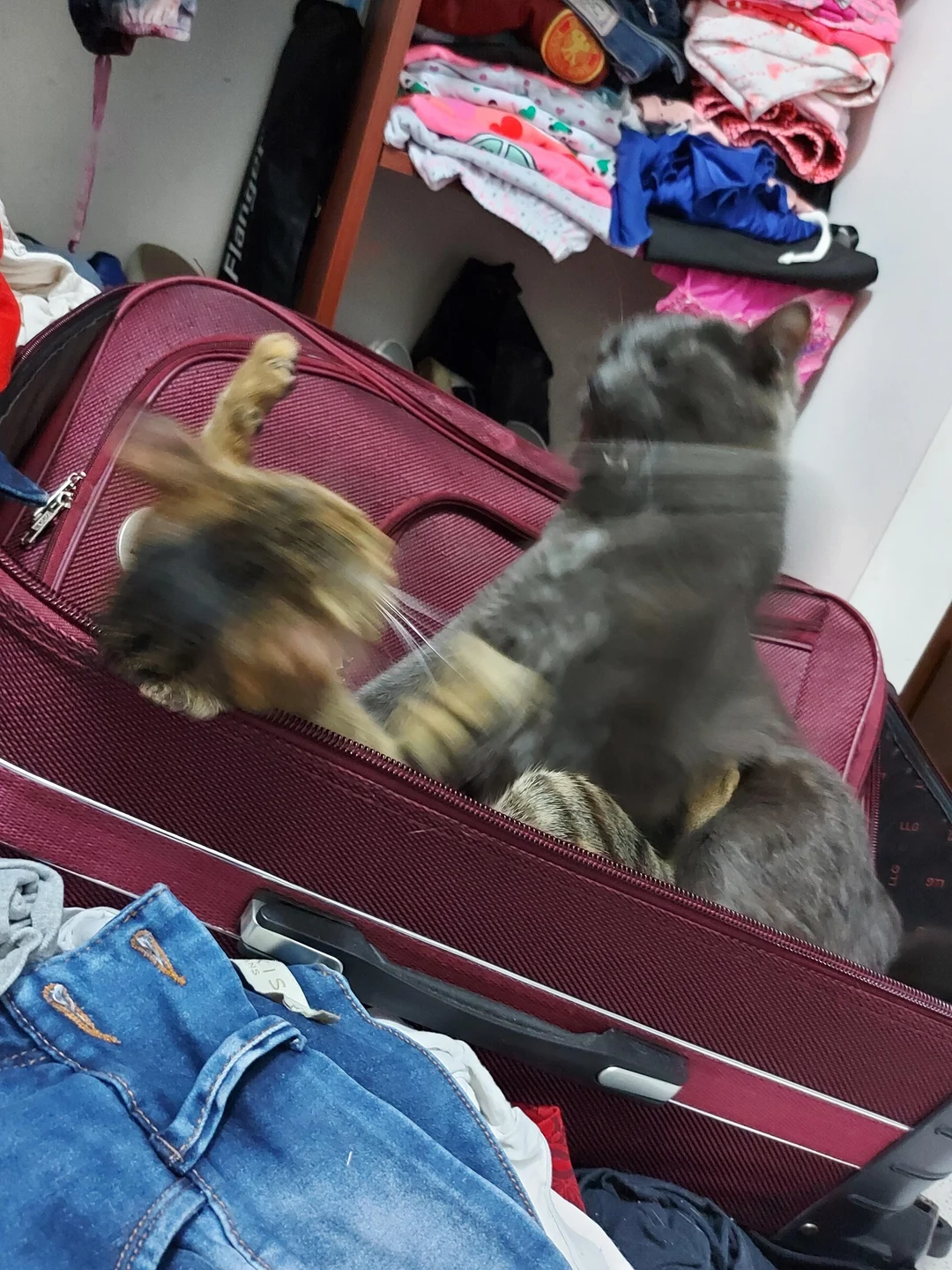 Blurry picture of cats | Scrolller