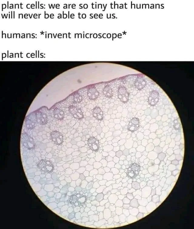 Tiny little shocked plant cells | Scrolller