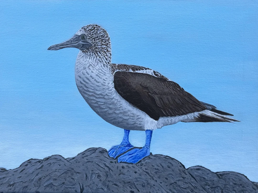 Blue Footed Booby, jasonchillart, acrylics, 2023 | Scrolller