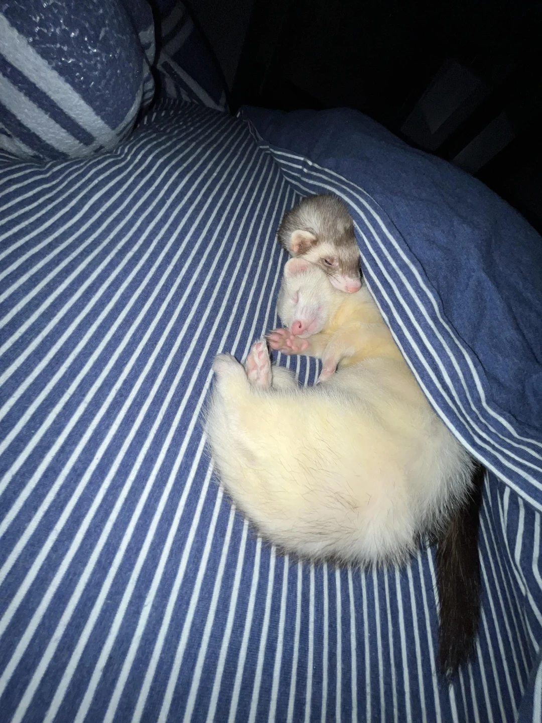 couple of napping noodles | Scrolller