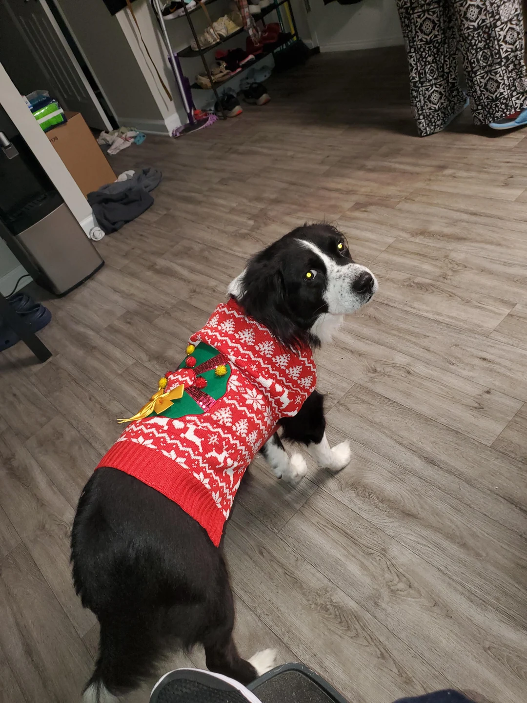 What exact mix is our dog you think? 🤔 | Scrolller