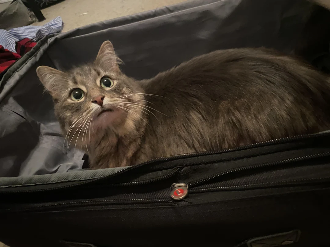 Sushi has finally been captured | Scrolller