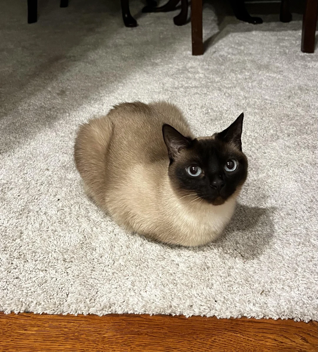 Perfectly Toasted Loaf | Scrolller