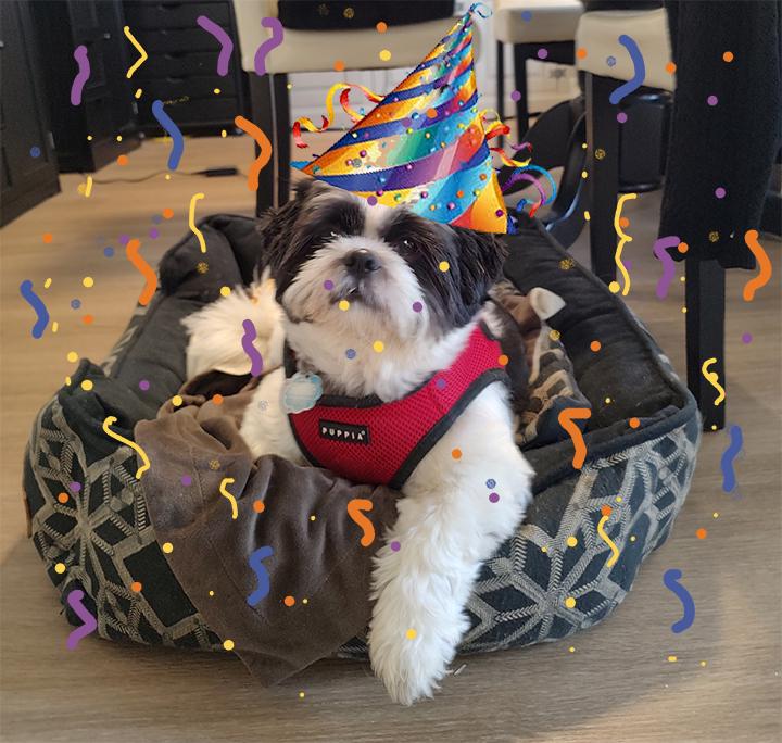 Loki's Fourth Birthday - a/k/a - Pup Cup Entitlement Day! | Scrolller