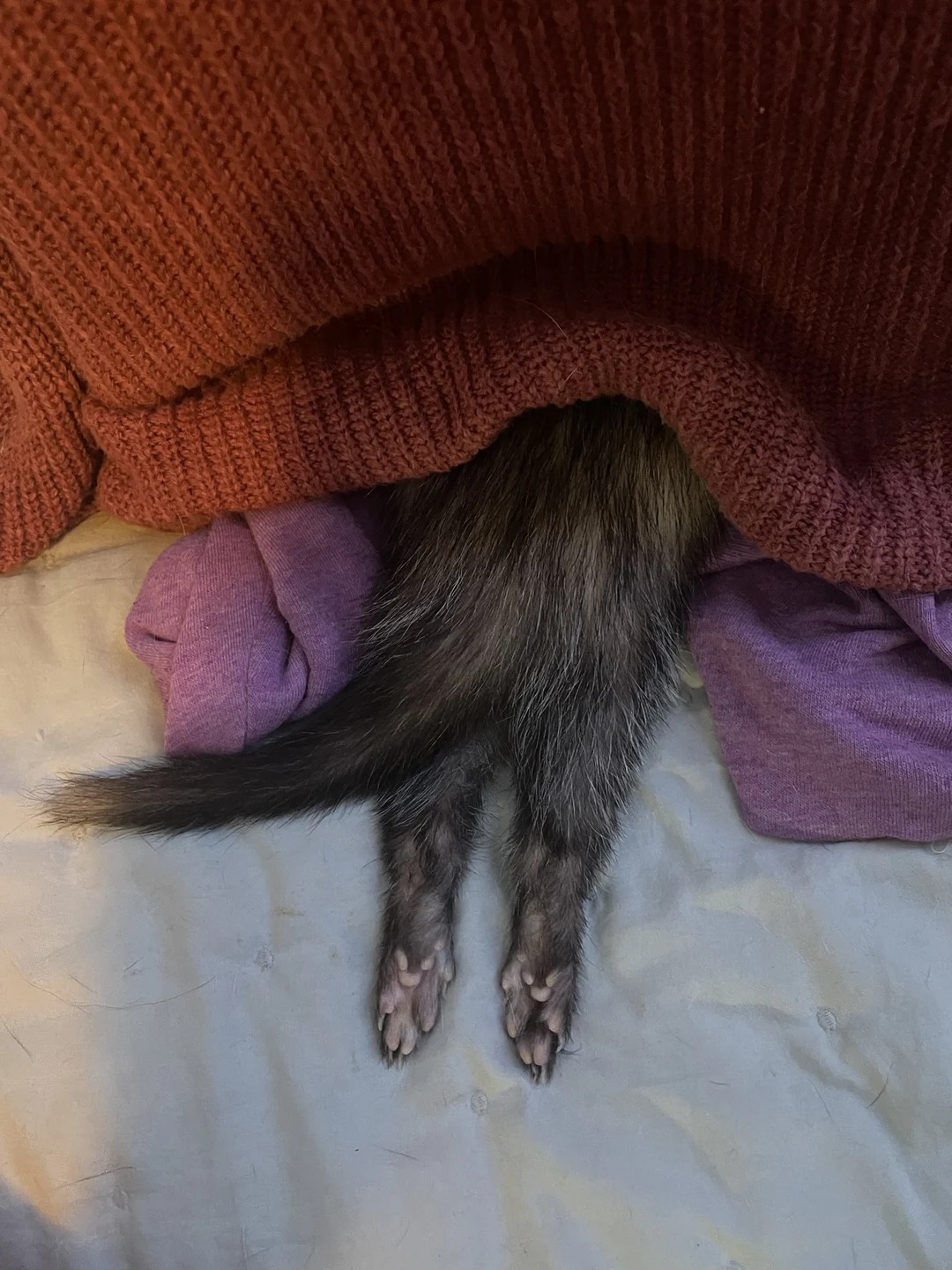 Chomskis cute feetsies. | Scrolller