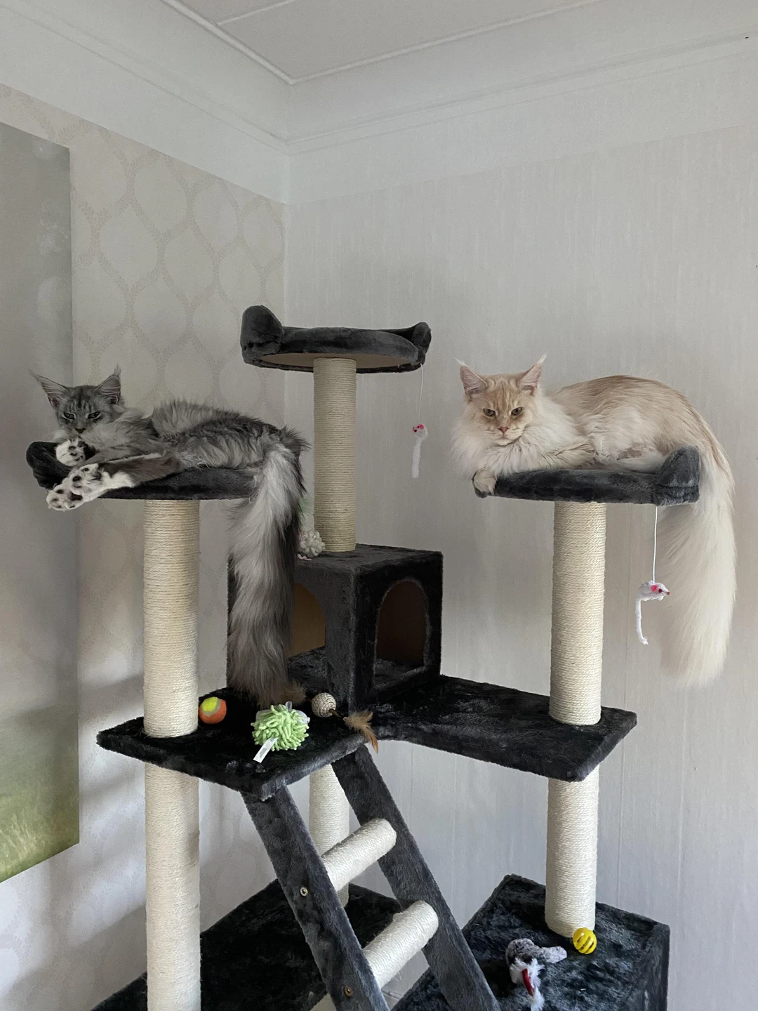 Double bottlebrush! | Scrolller