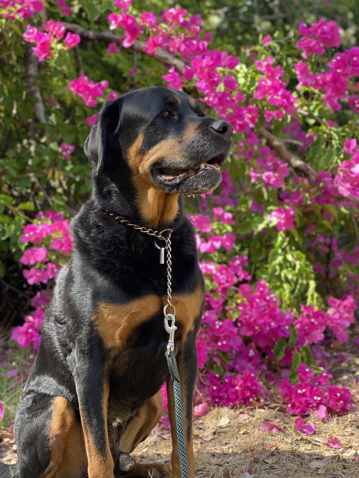 Our boy looking regal after a walk and swim | Scrolller