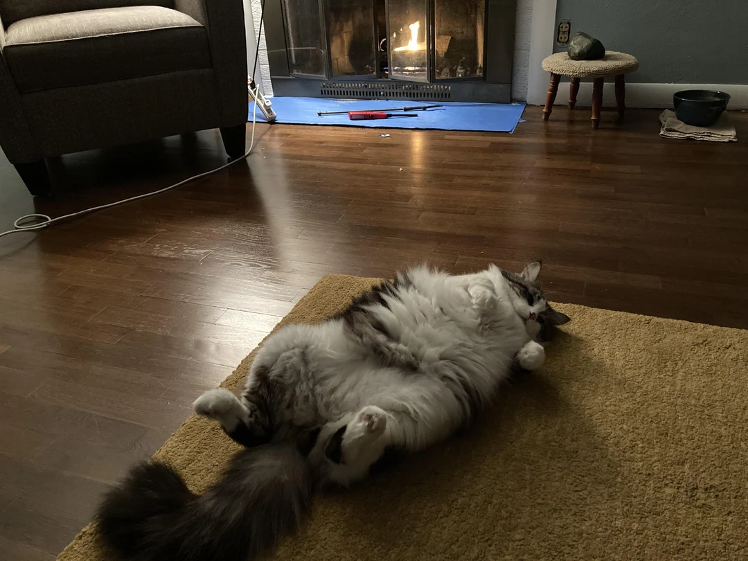 Such a doofy floof | Scrolller