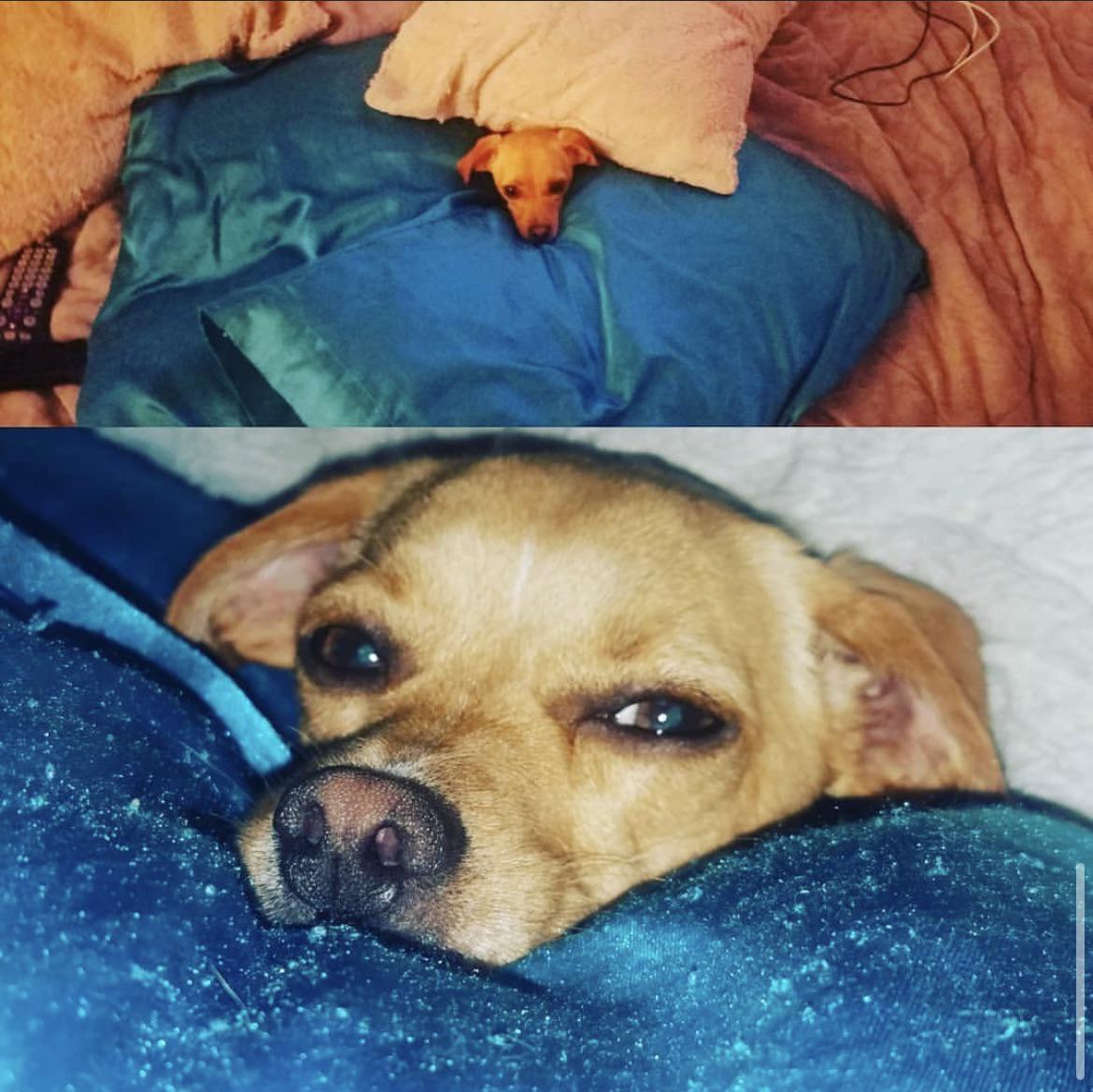 Gentry’s nose is worn down from boops | Scrolller